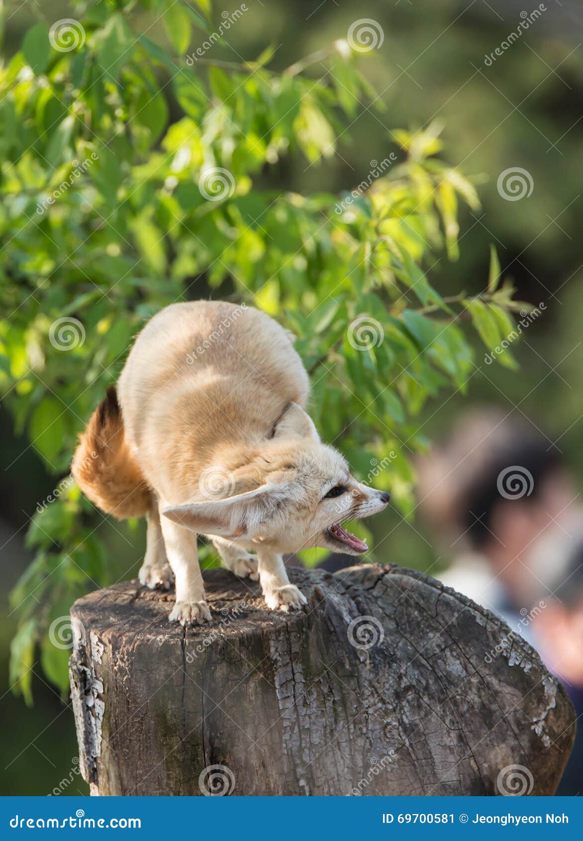 FENNEC OR DESERT FOX Fennecus Zerda, YOUNG SITTING ON SAND Stock Image ...