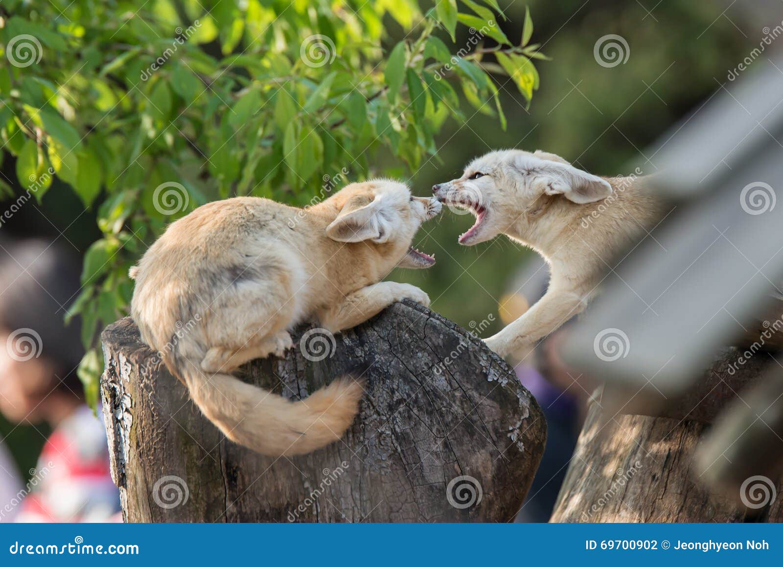 FENNEC OR DESERT FOX Fennecus Zerda, YOUNG SITTING ON SAND Stock Image ...