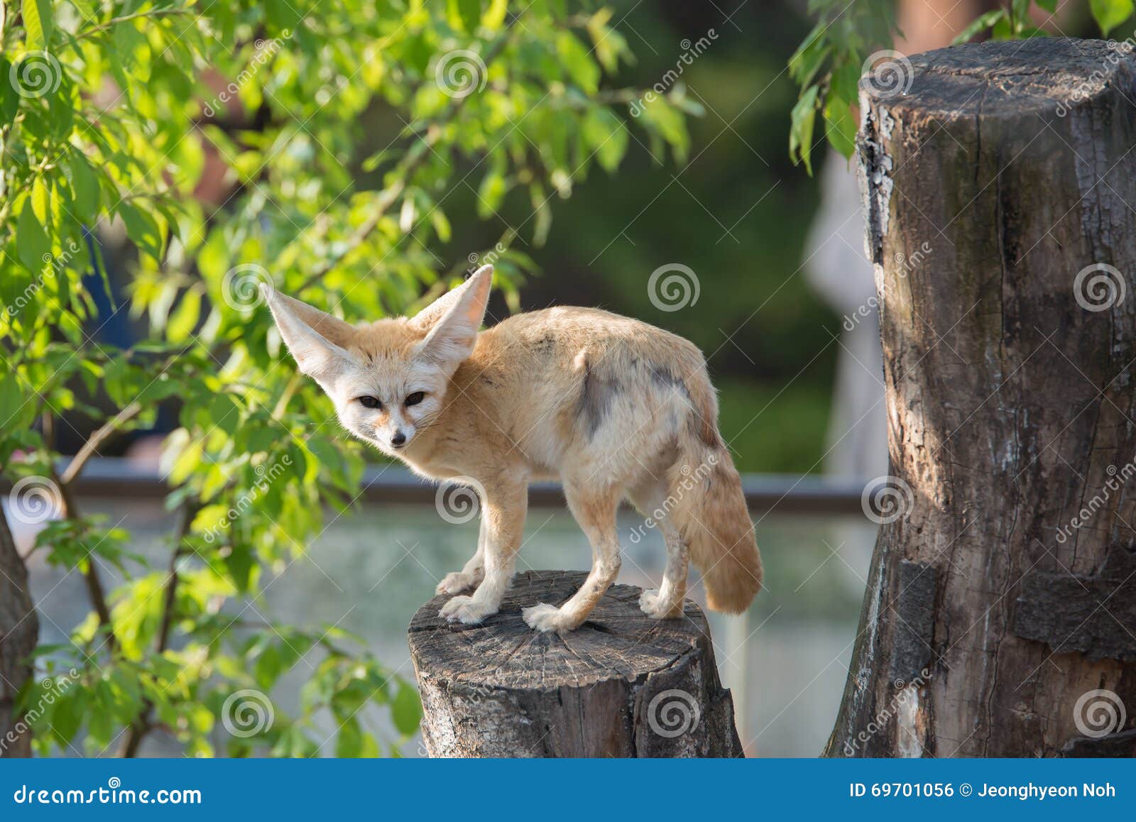 Biggest Fox In The World