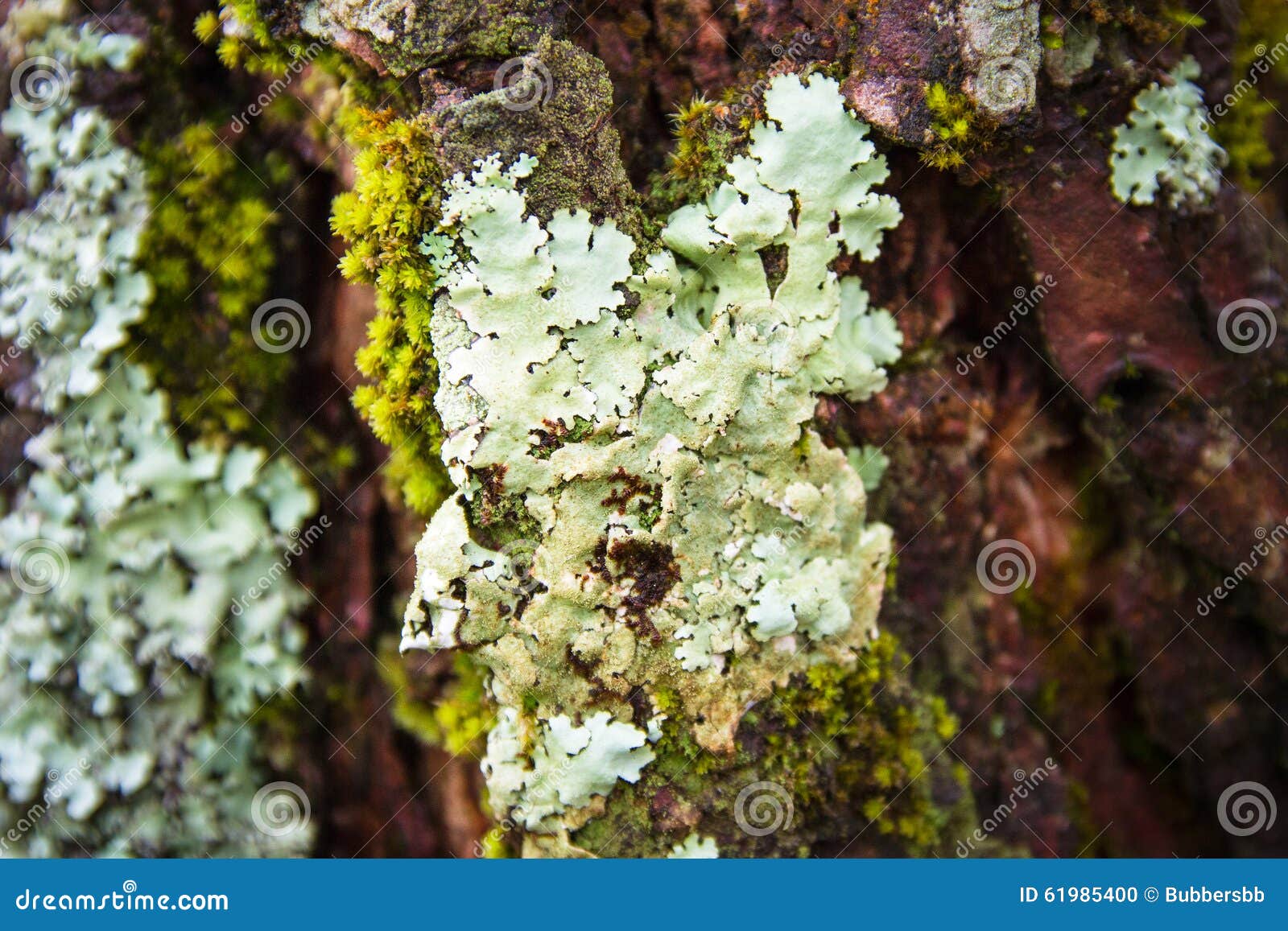 White Ferns on Tree in the Forest. Stock Photo - Image of foliage ...
