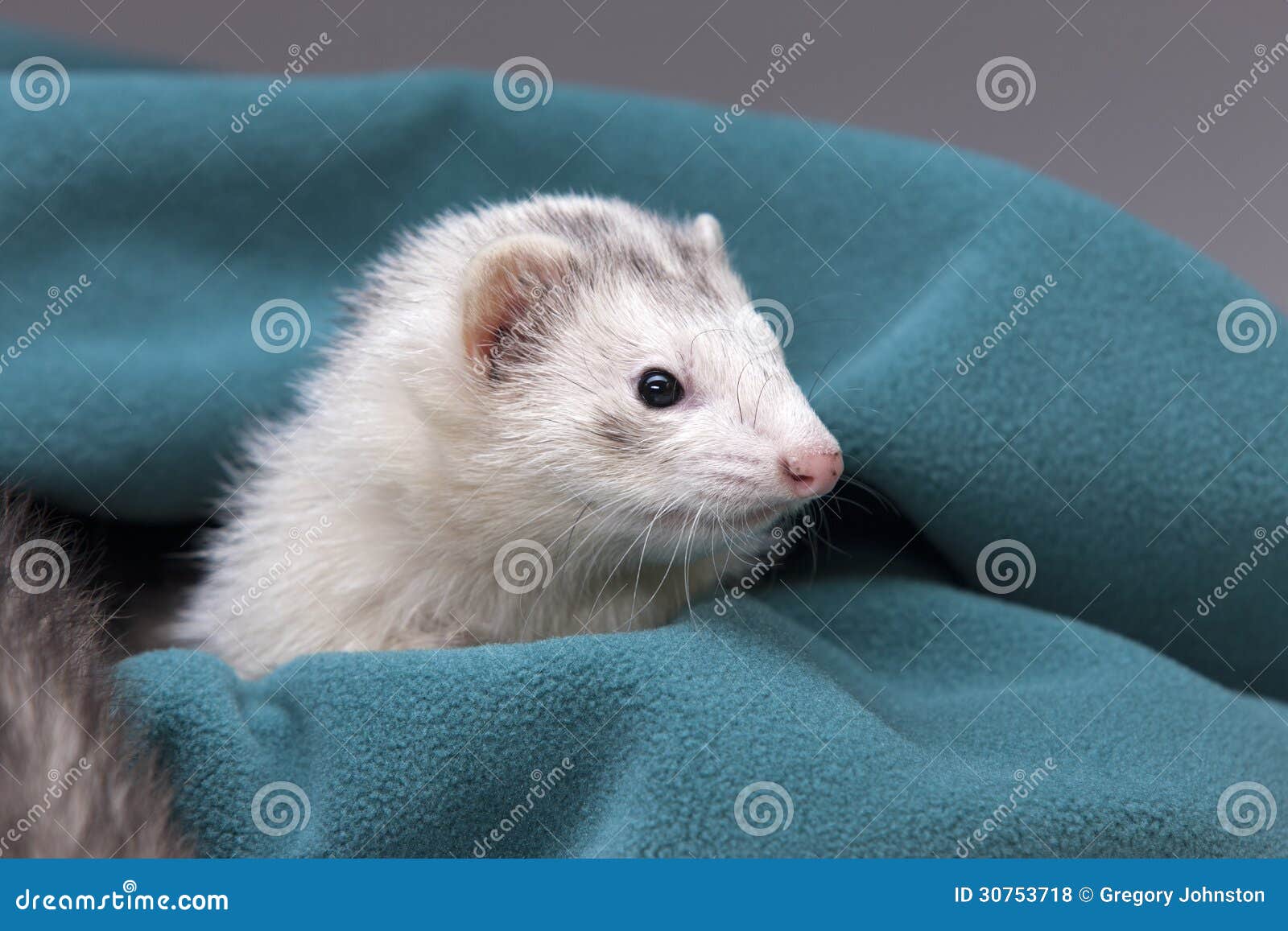 White Ferret in Green Cloth. Stock Photo - Image of mammal, nature ...