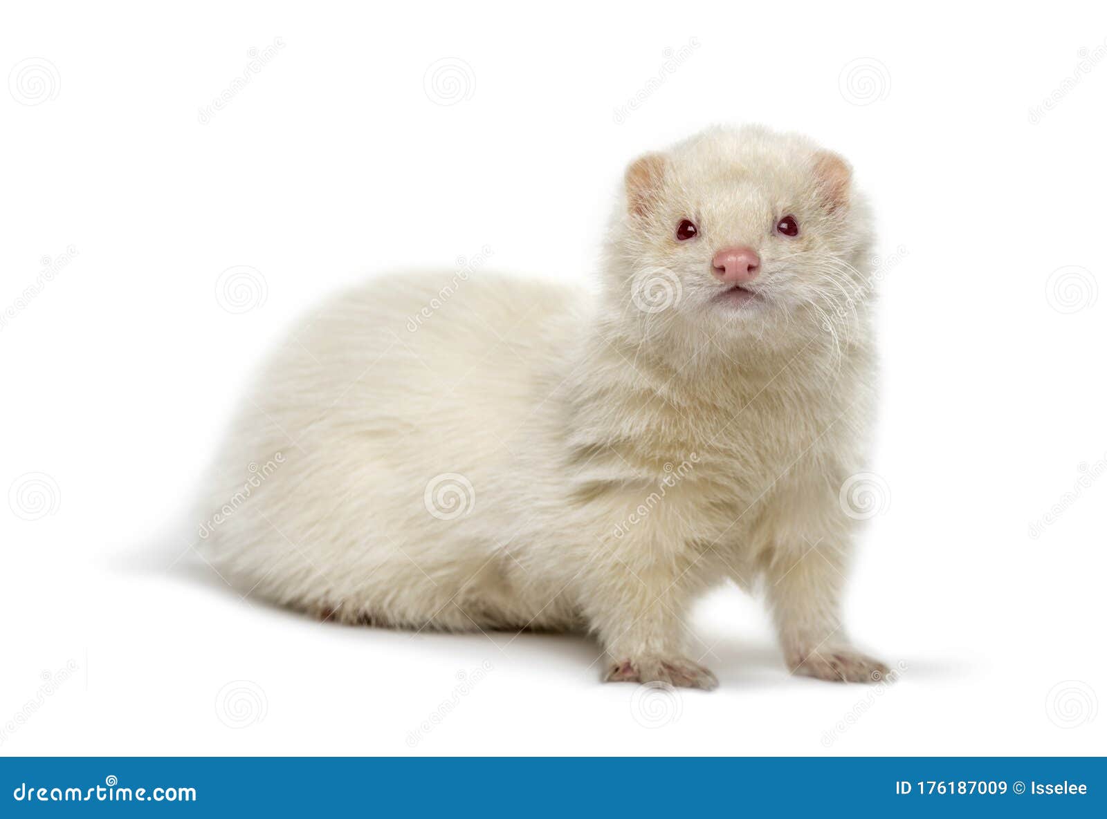 White Ferret Looking at the Camera, Isolated Stock Image - Image of ...