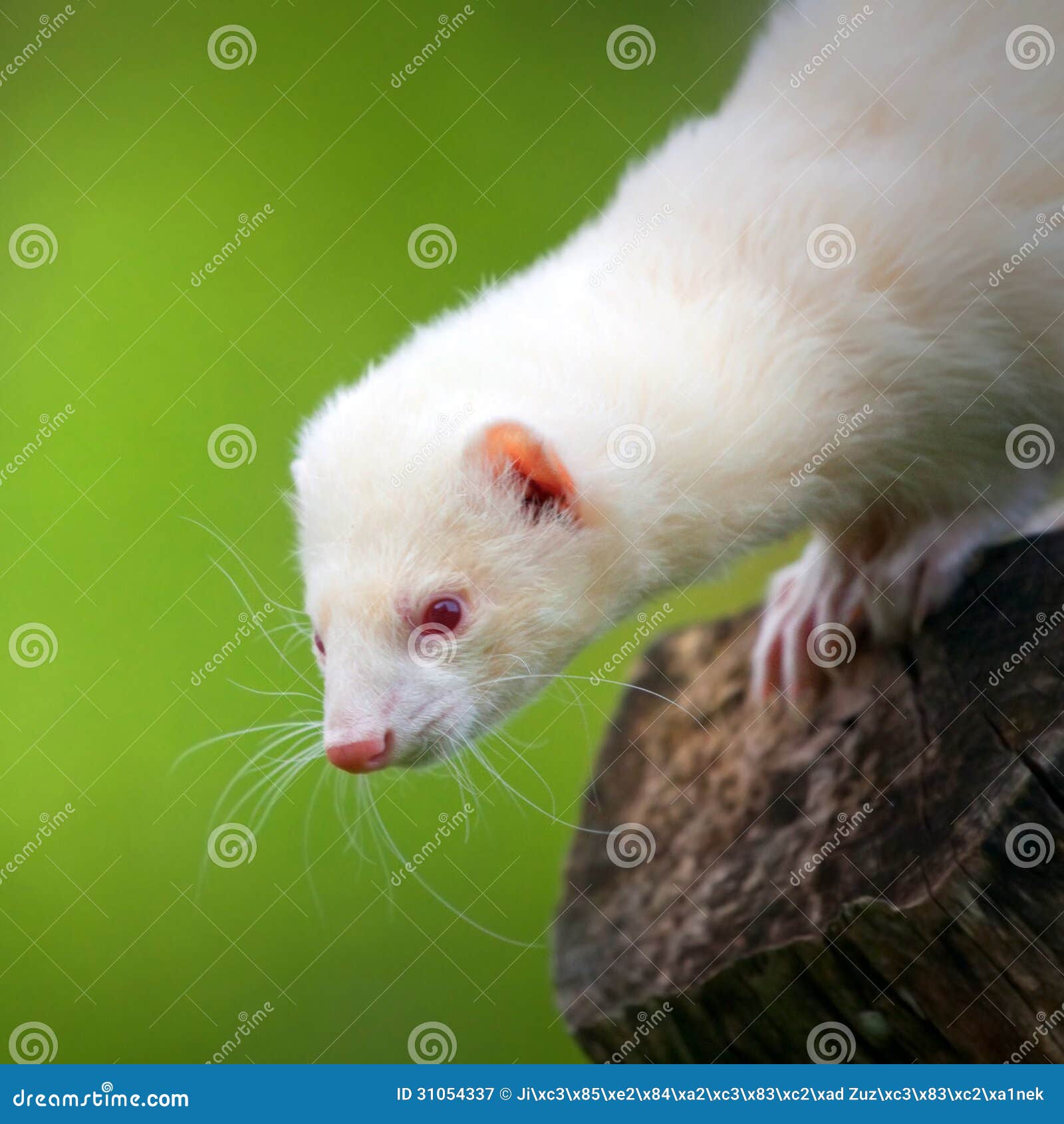 White Ferret stock image. Image of male, animal, animals - 31054337