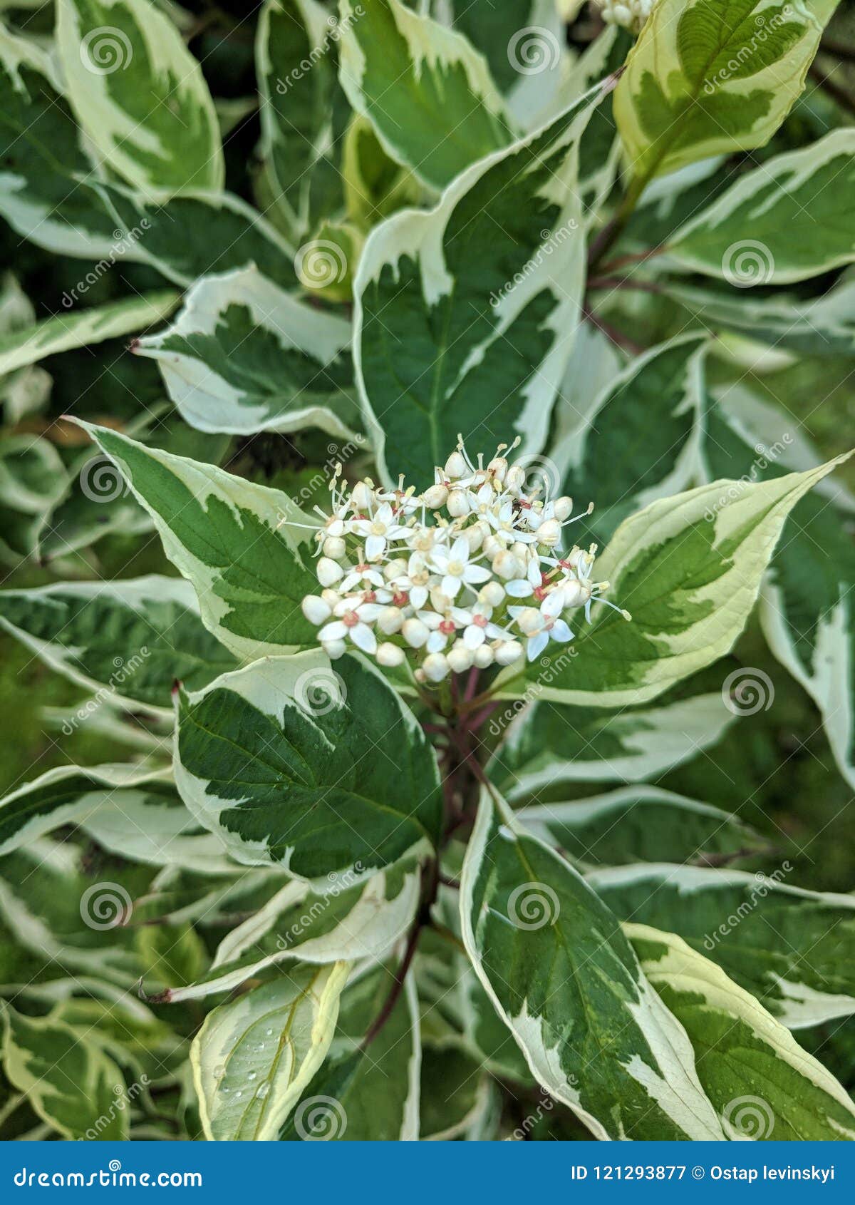 Ficus stock image. Image of white, ficus, green, flower - 121293877