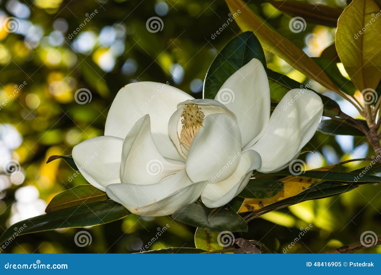 White ficus tree flower stock image. Image of leaves - 48416905