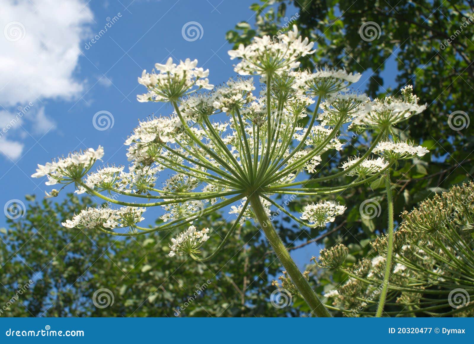 White Field Flower Behind Blue Sky and Trees Close Stock Image - Image ...