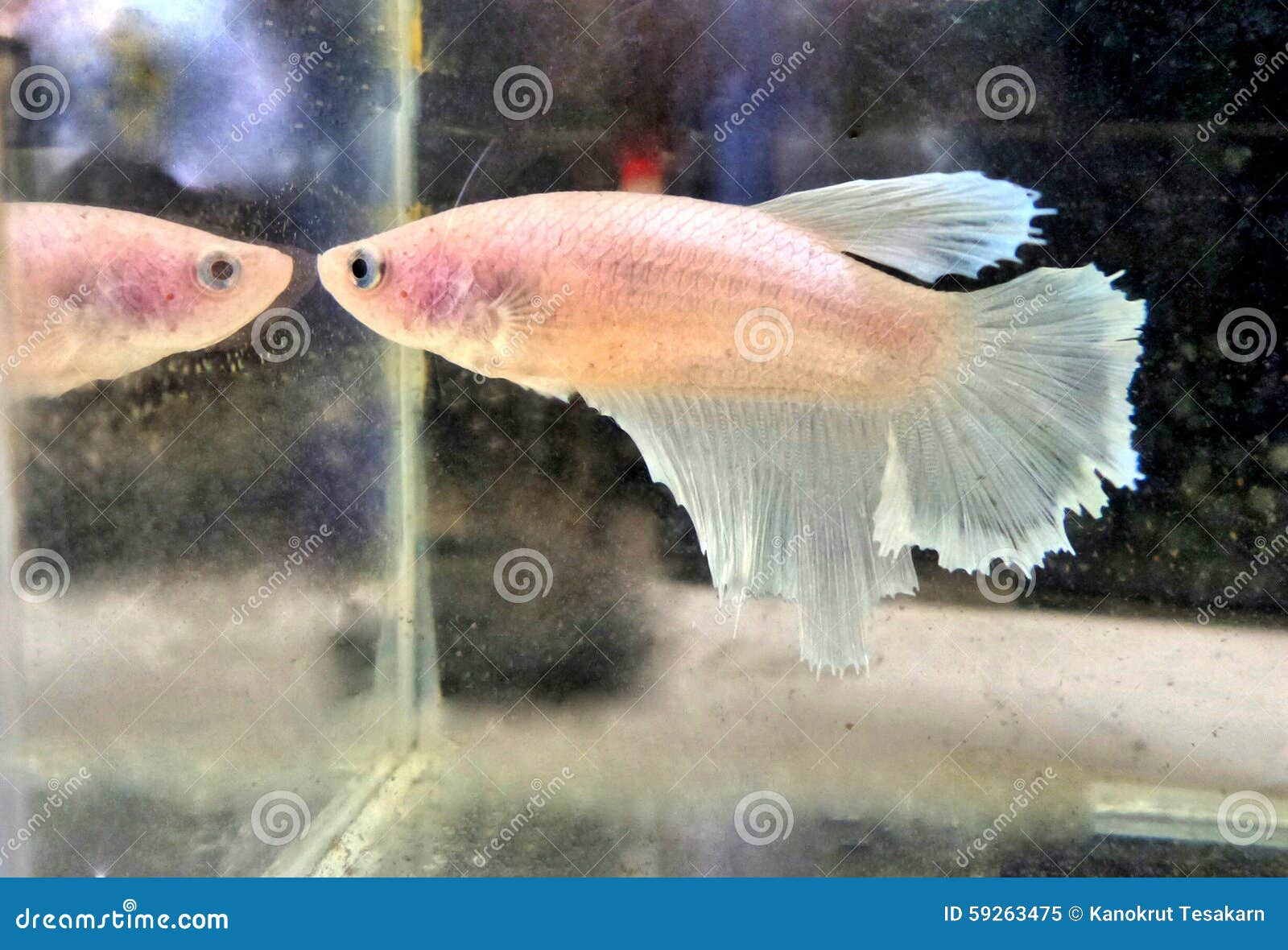 White fighting fish stock image. Image of white, fighting - 59263475