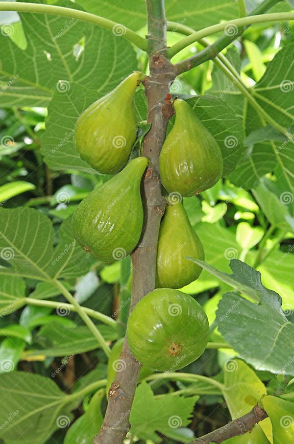 White figs in a the tree stock image. Image of food - 255932065