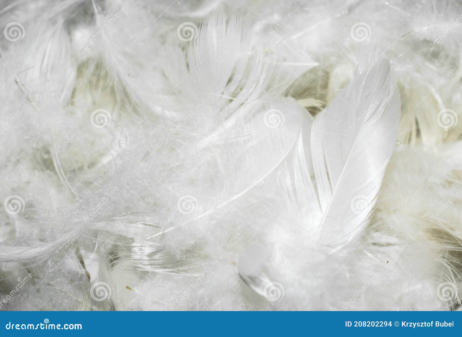 White Fine Duck Feathers. Background or Texture Stock Photo - Image of ...