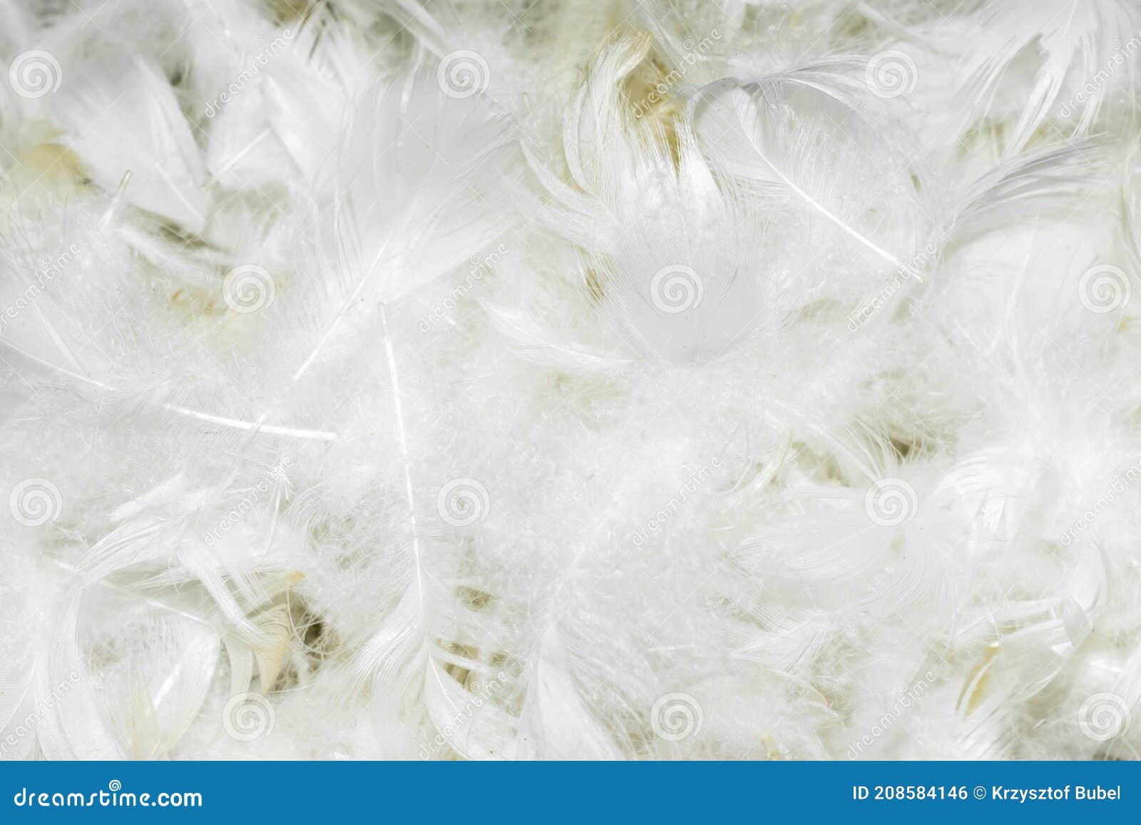 White Fine Duck Feathers. Background or Texture Stock Photo - Image of ...
