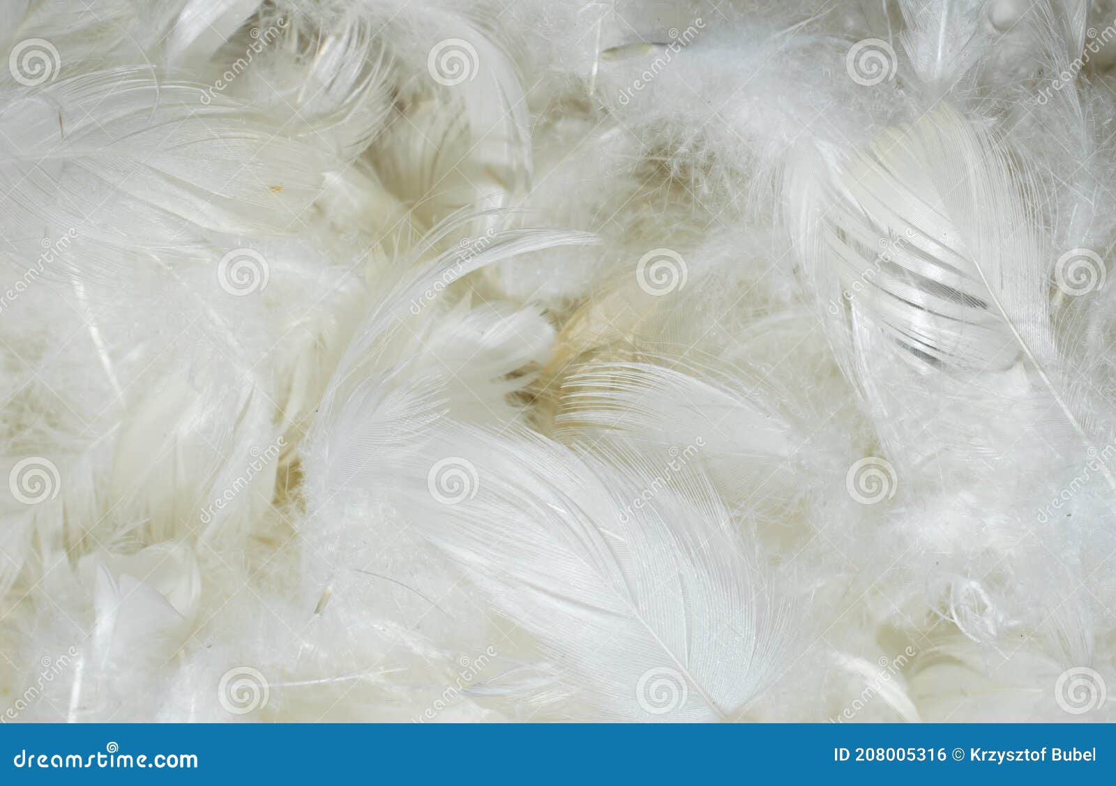 White Fine Duck Feathers. Background or Texture Stock Photo - Image of ...