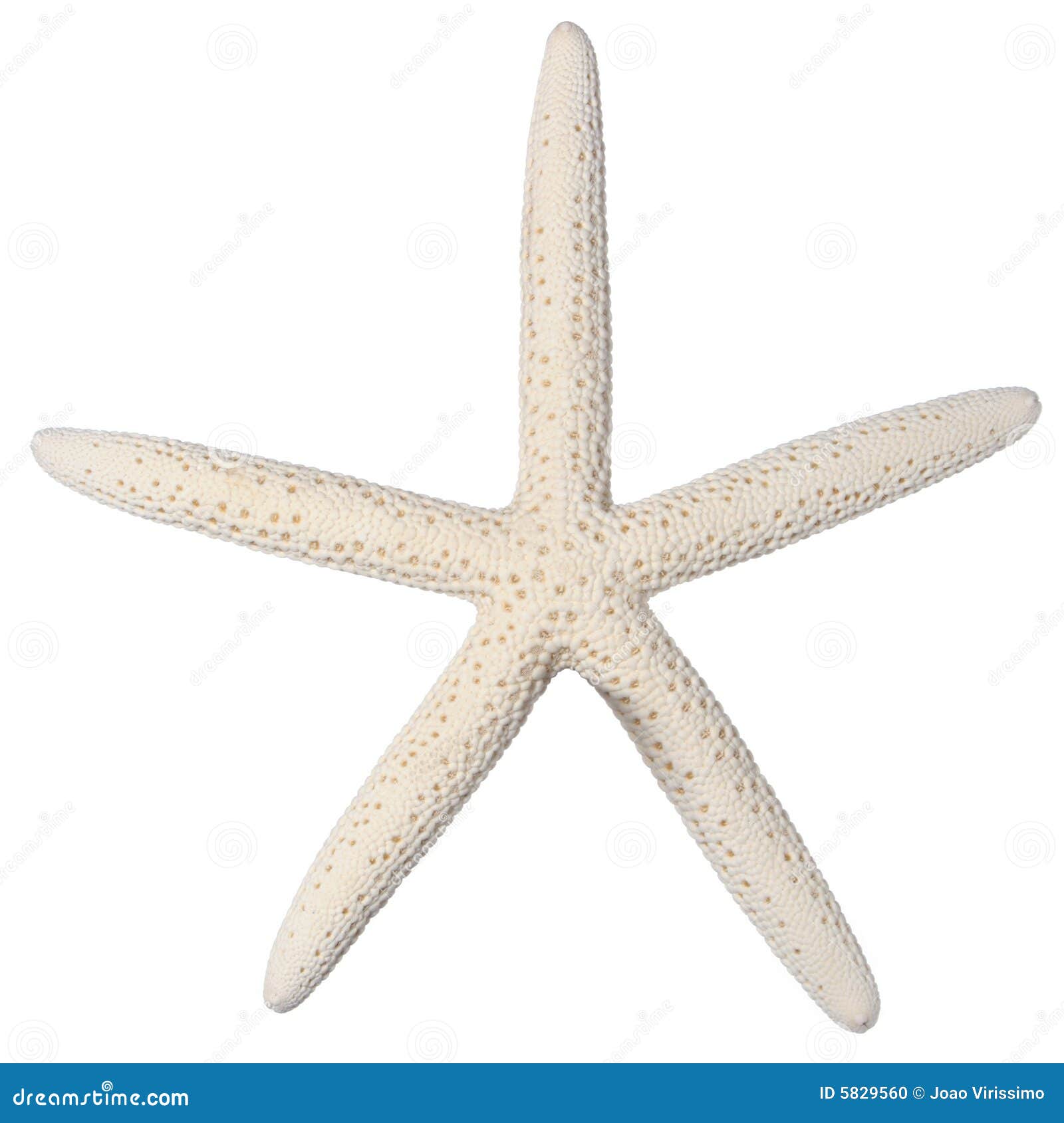 Finger Starfish Isolated On White. Sea Stars And Shells Stock Image ...