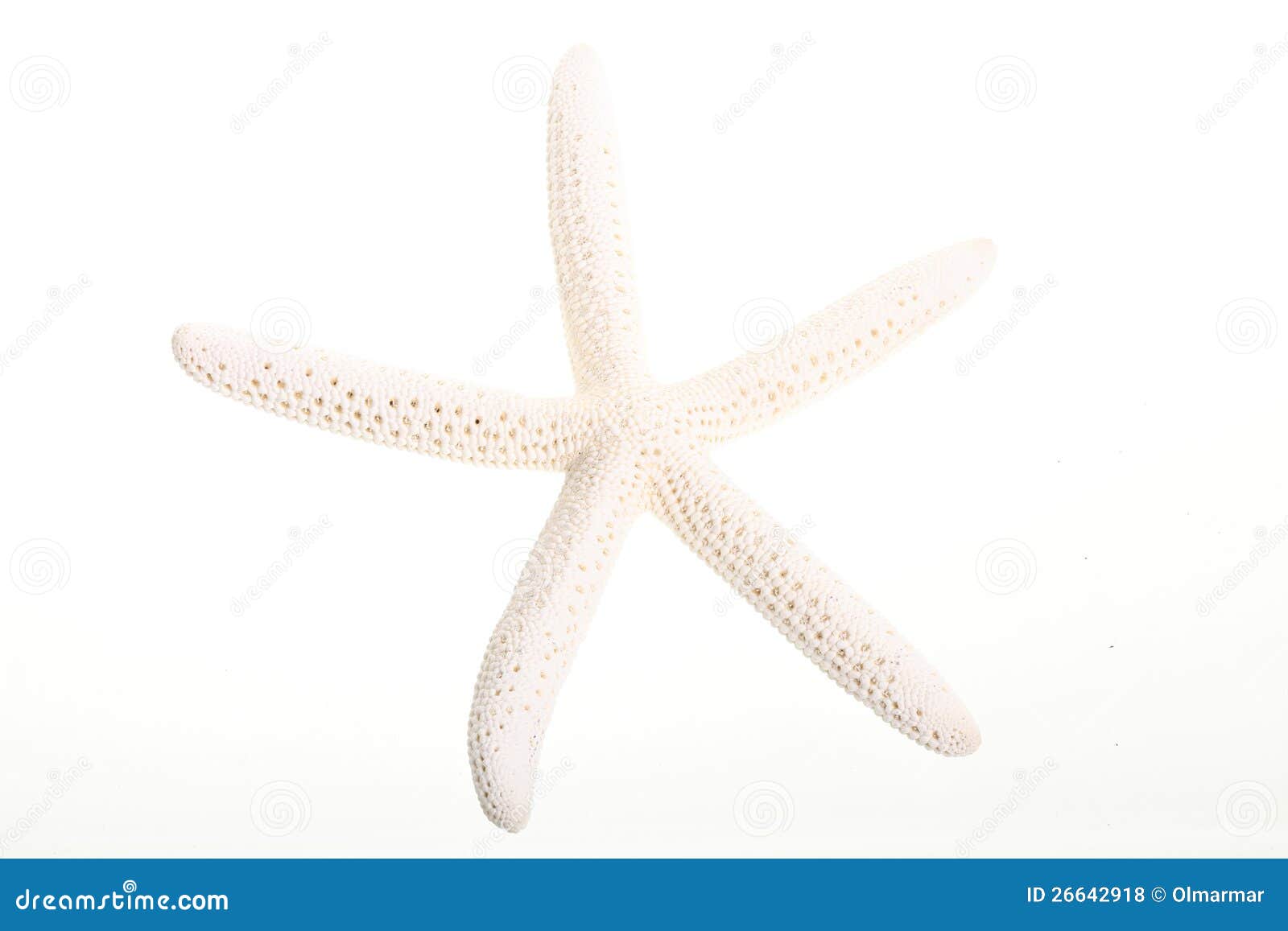 White Finger Starfish Isolated on White. Sea Stars and Shells Stock ...