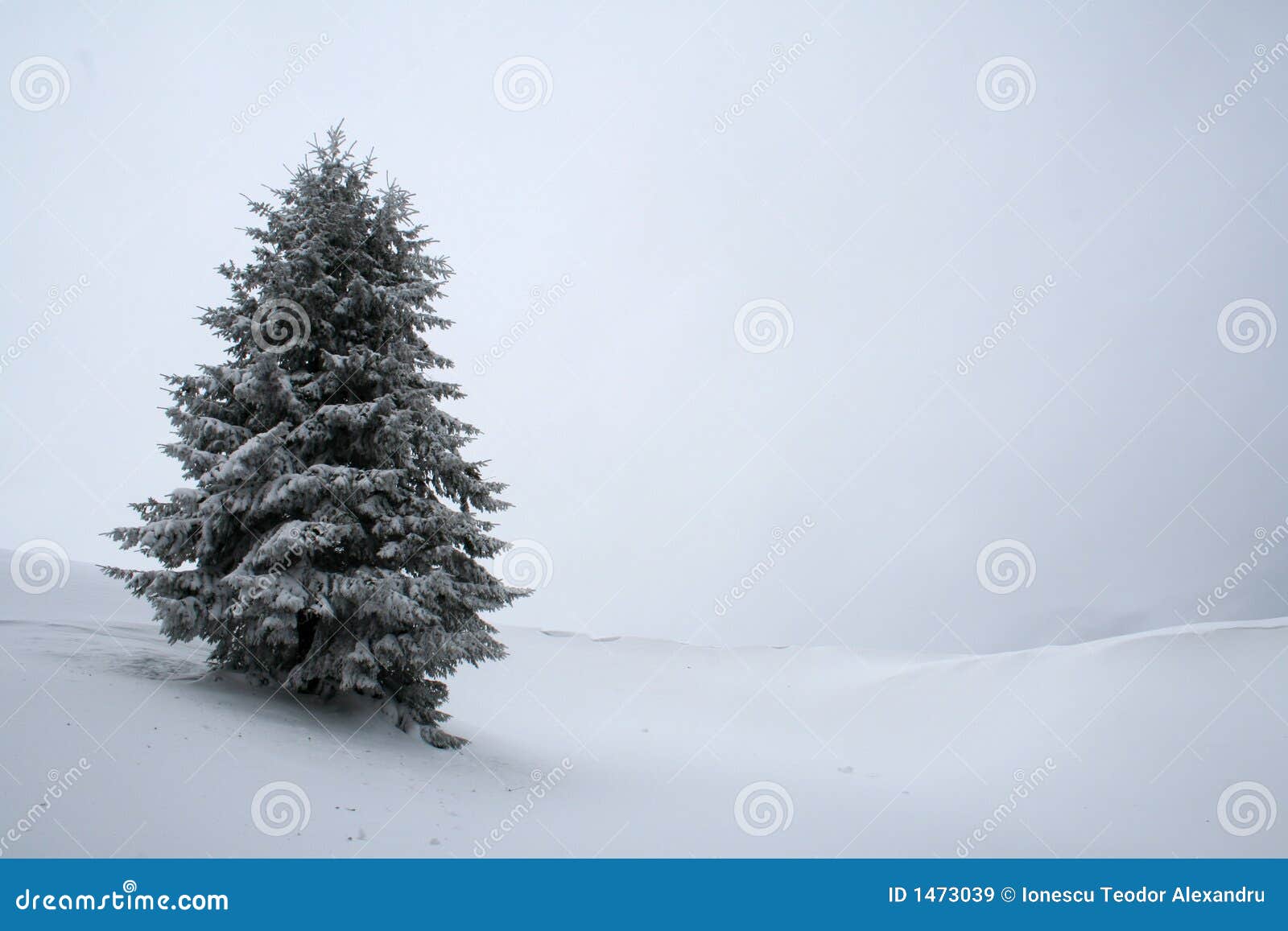 White fir tree stock image. Image of cold, festival, adornment - 1473039