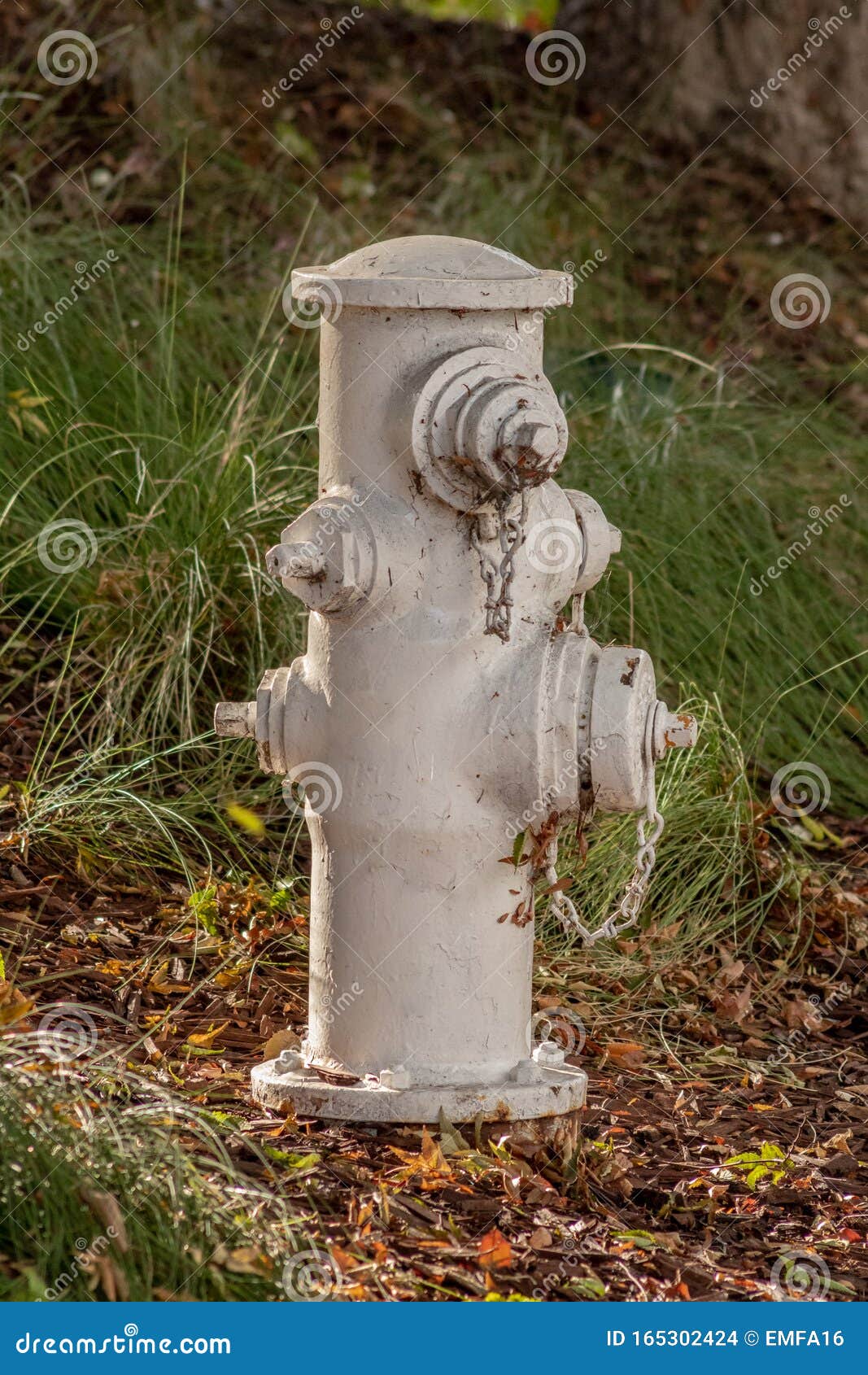 A White Fire Hydrant in the Autumn Stock Photo - Image of metal, fall ...
