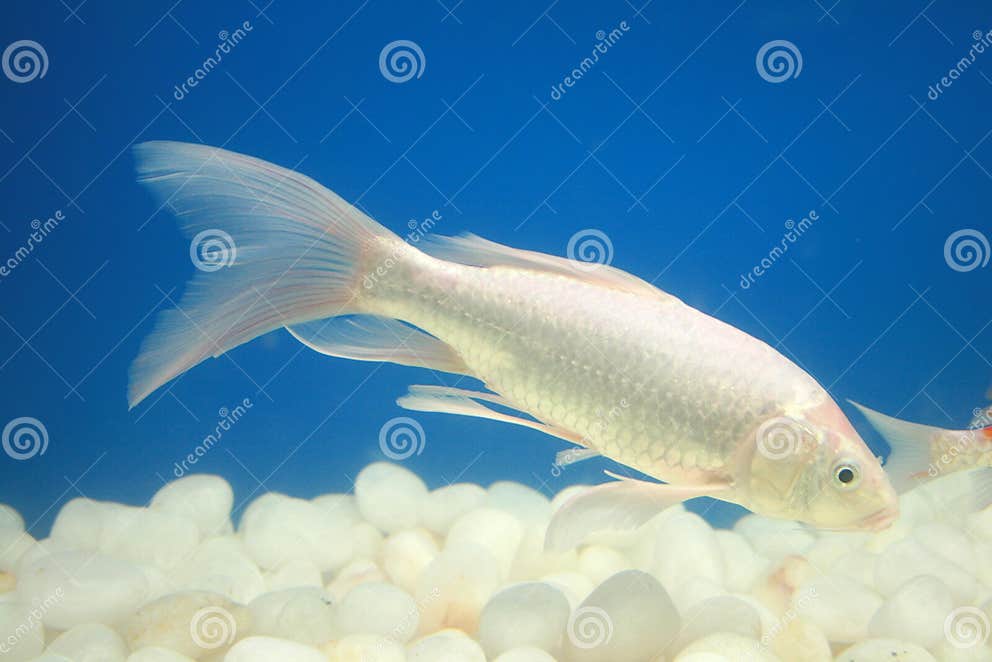 White fish stock photo. Image of fish, calm, bubble, lake - 19620268