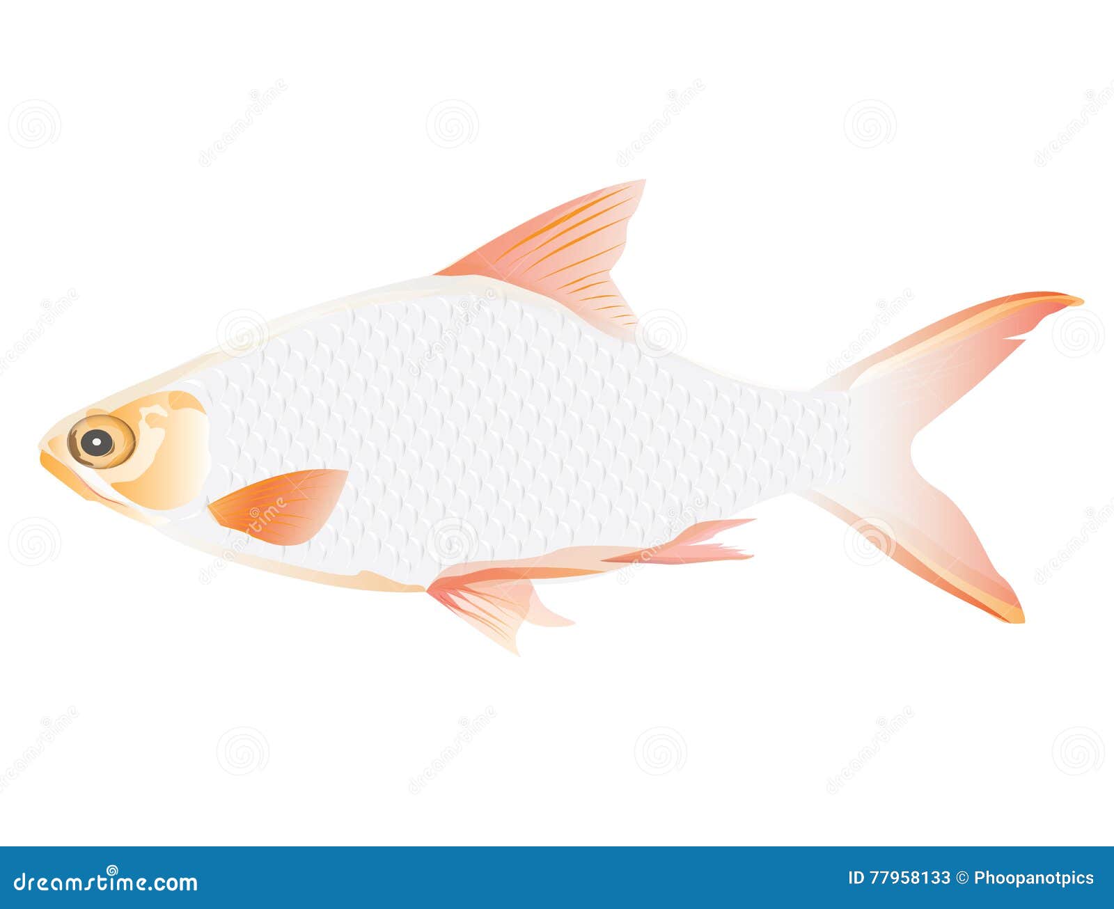 White fish stock vector. Illustration of design, hobby - 77958133