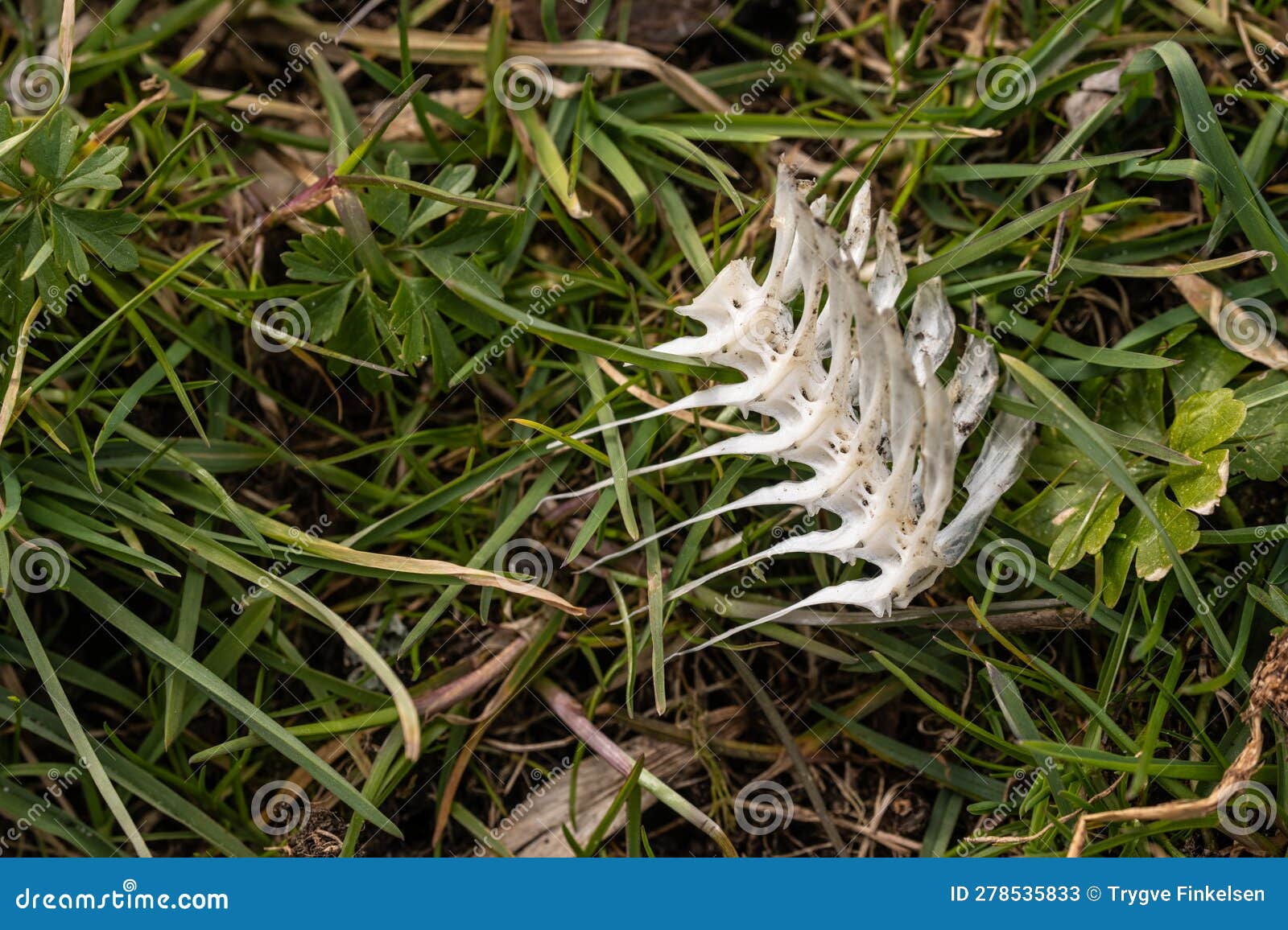 White Fish Bones in Grass.. Stock Image - Image of lemon, fresh: 278535833