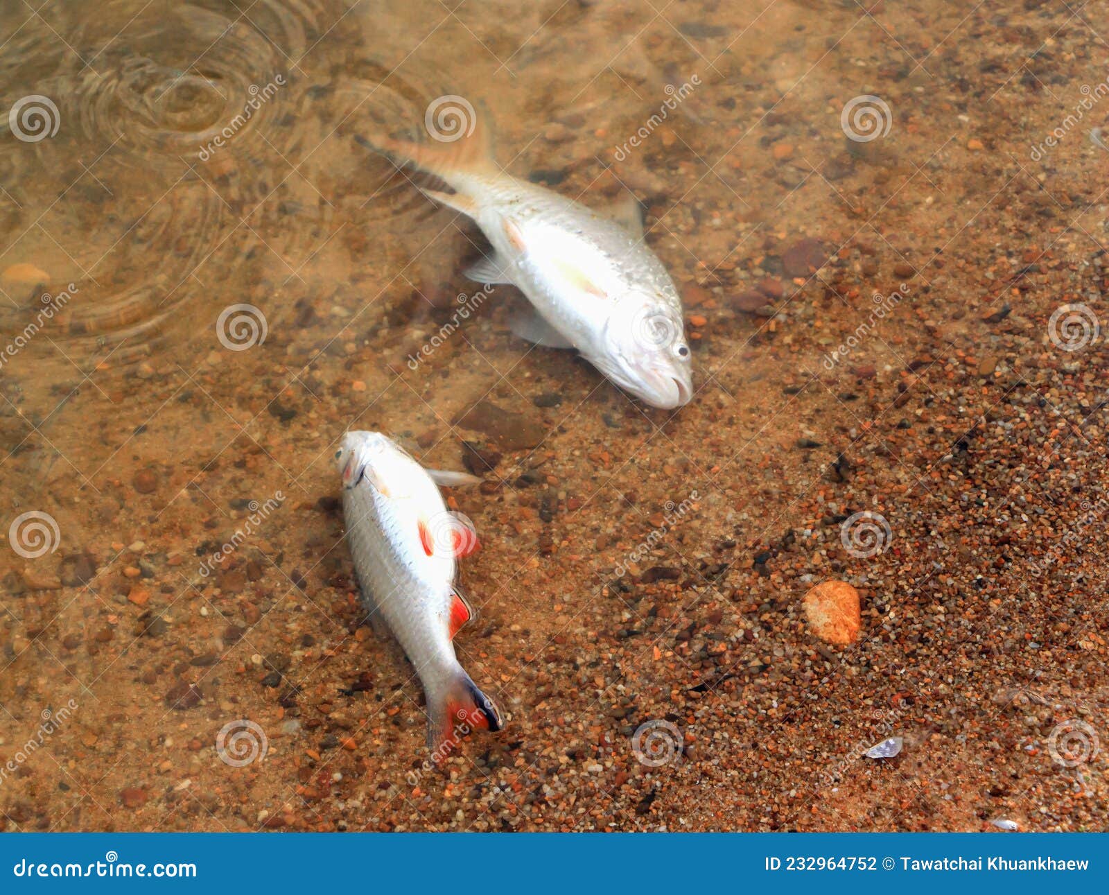 Fish Due To Suffocation And Lack Of Oxygen Coming To Water Surface For ...