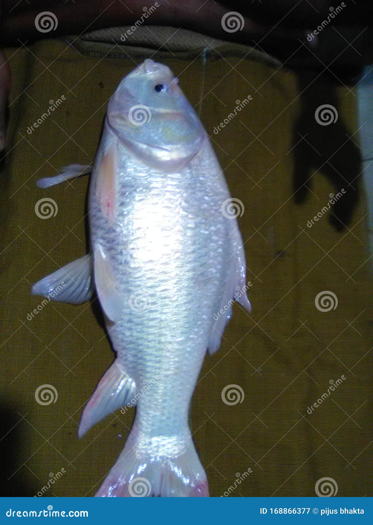 White Fish katla stock image. Image of gram, pond, fish - 168866377
