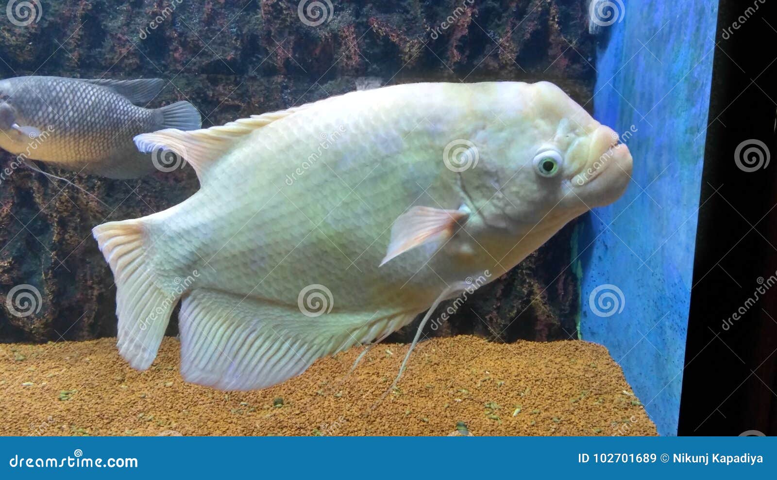White old look fish stock image. Image of like, fish - 102701689