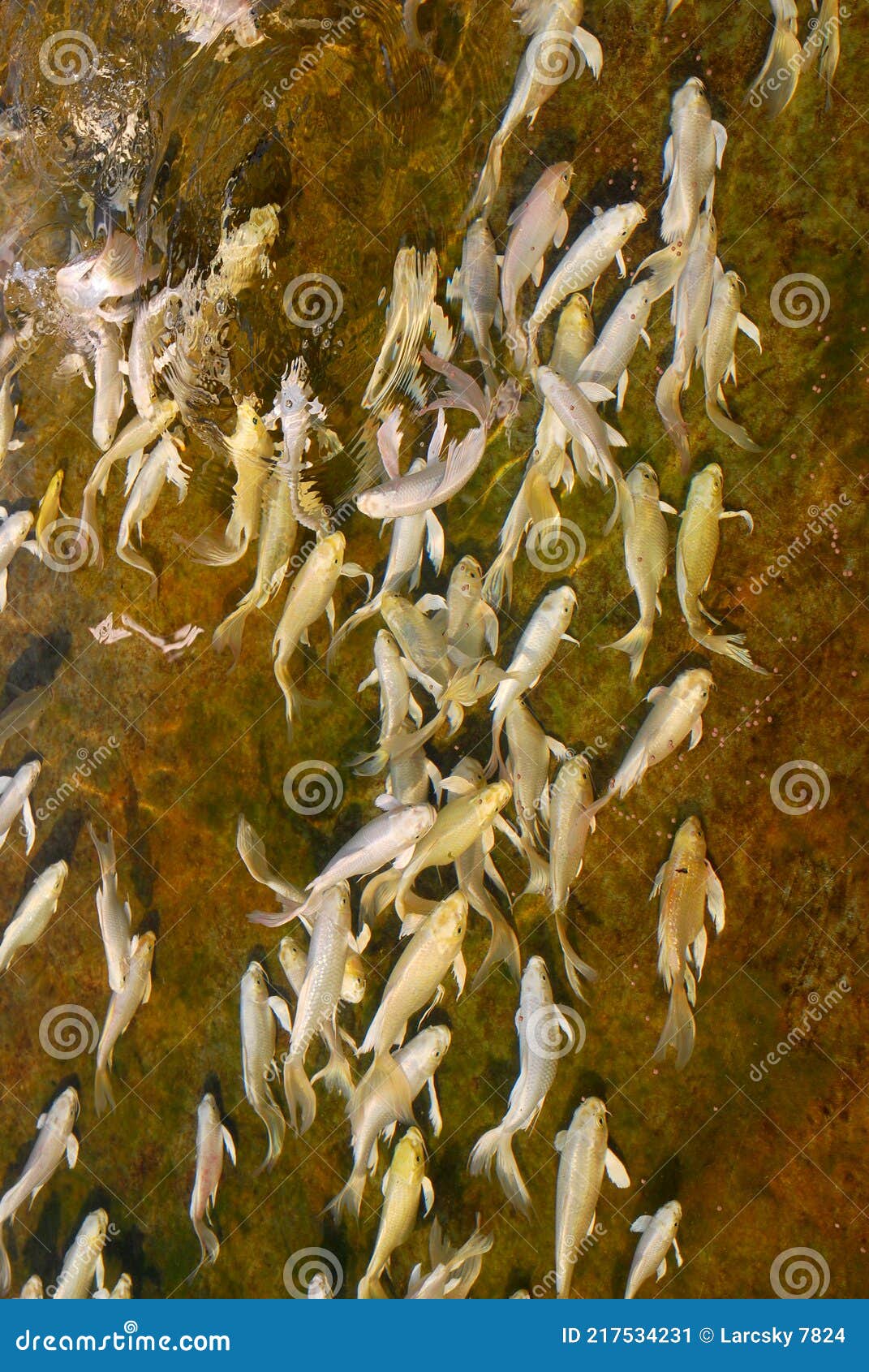 White Fish in the Pool Nature Abstract Texture Background - Fish in the ...