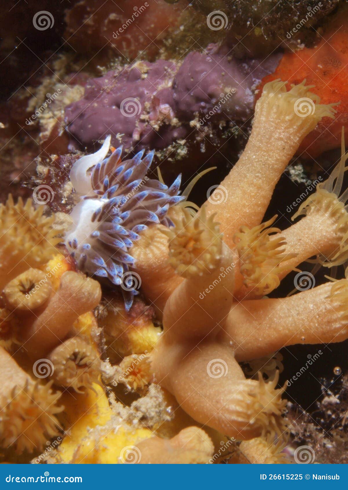 White flabelina nudibranch stock image. Image of orange - 26615225