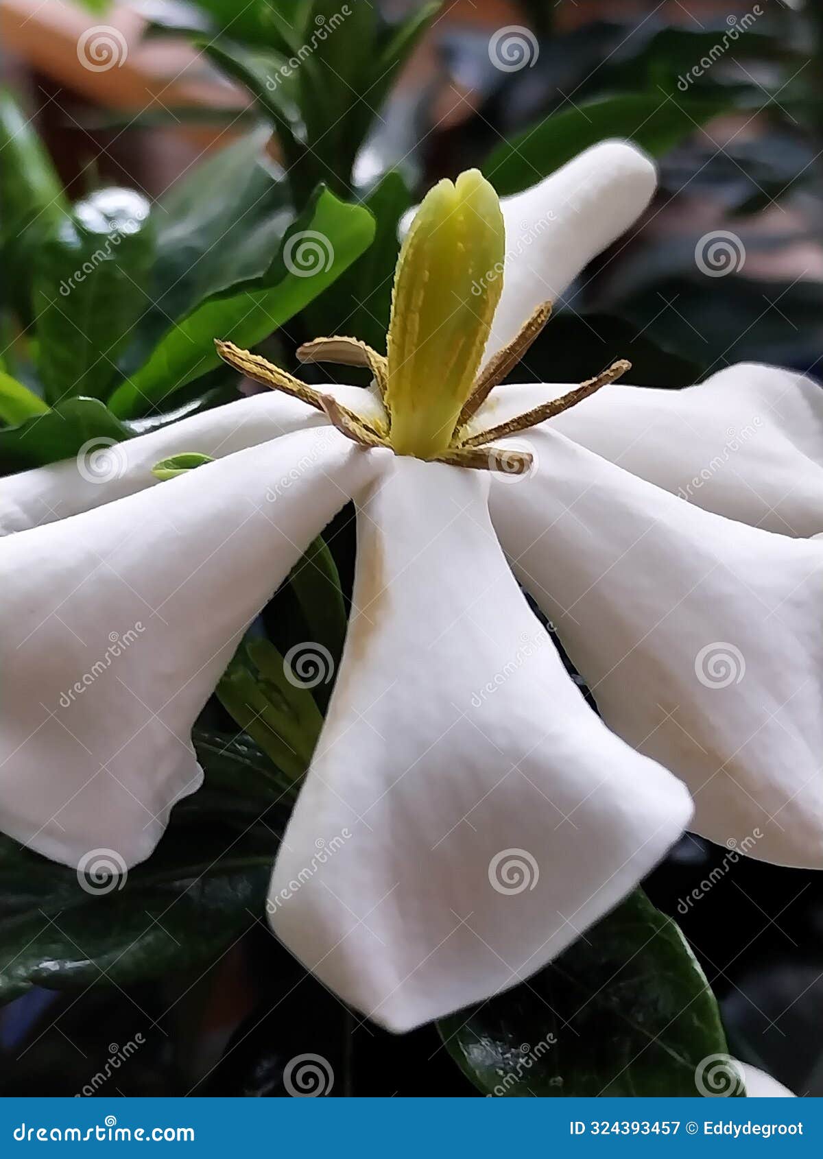 The White Flagrant Flowers of a Gardenia Stock Image - Image of flower ...