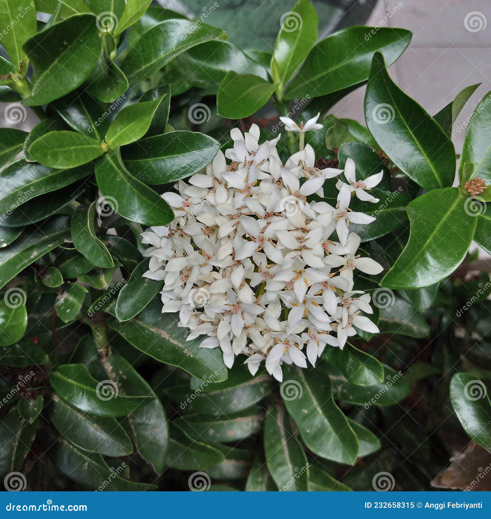 White Flame Flower or Santan Flower Stock Image - Image of leaf ...