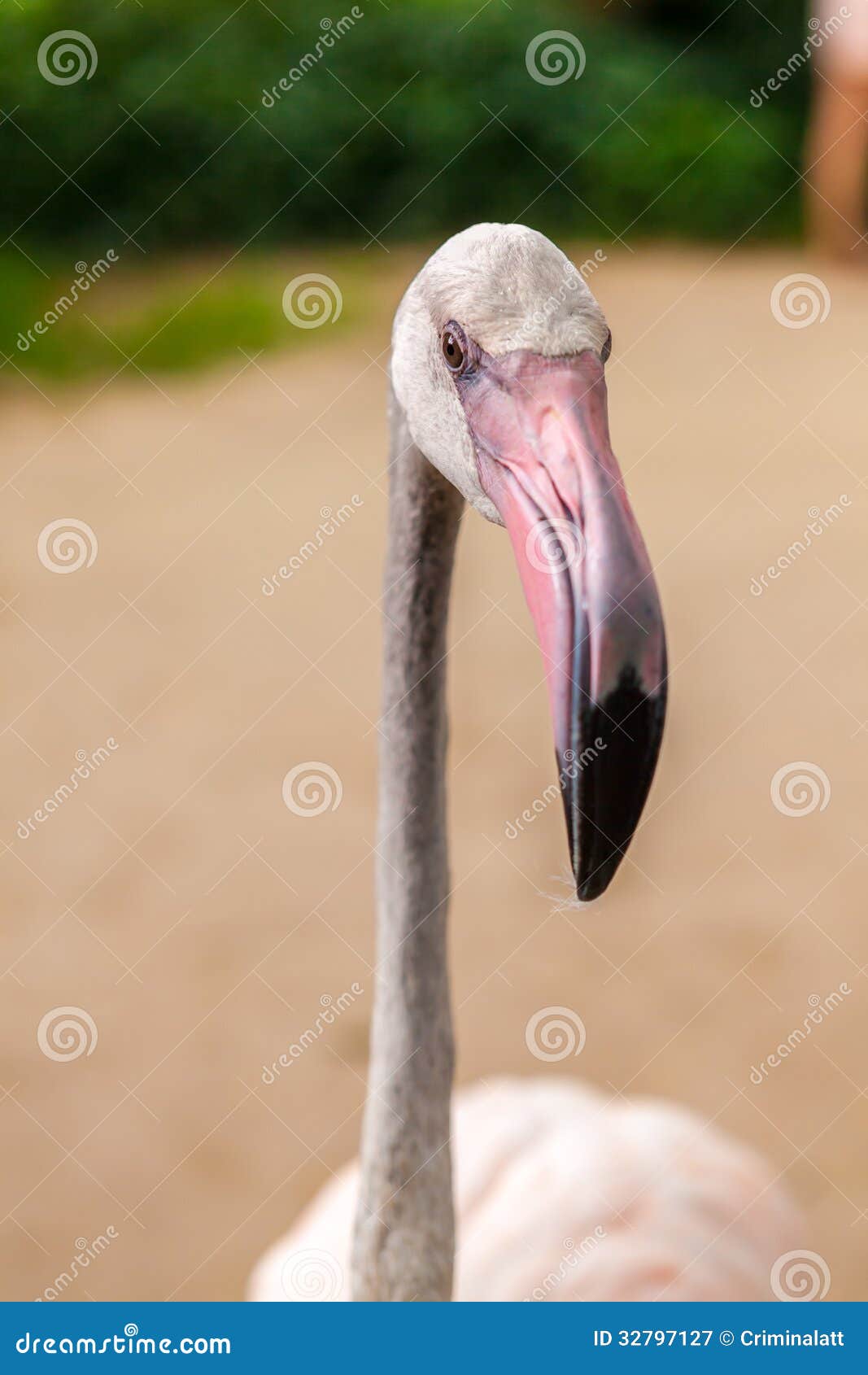 White flamingo pink beak stock image. Image of close - 32797127