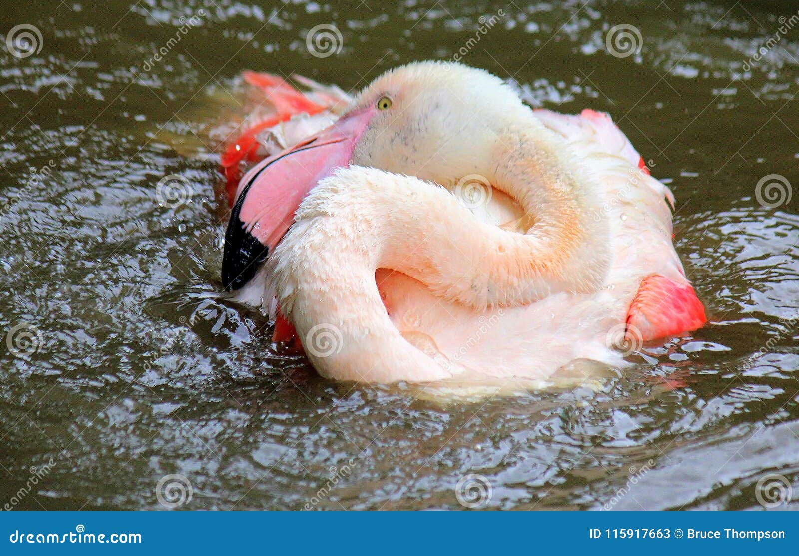 White Flamingo resting stock image. Image of shake, kenya - 115917663
