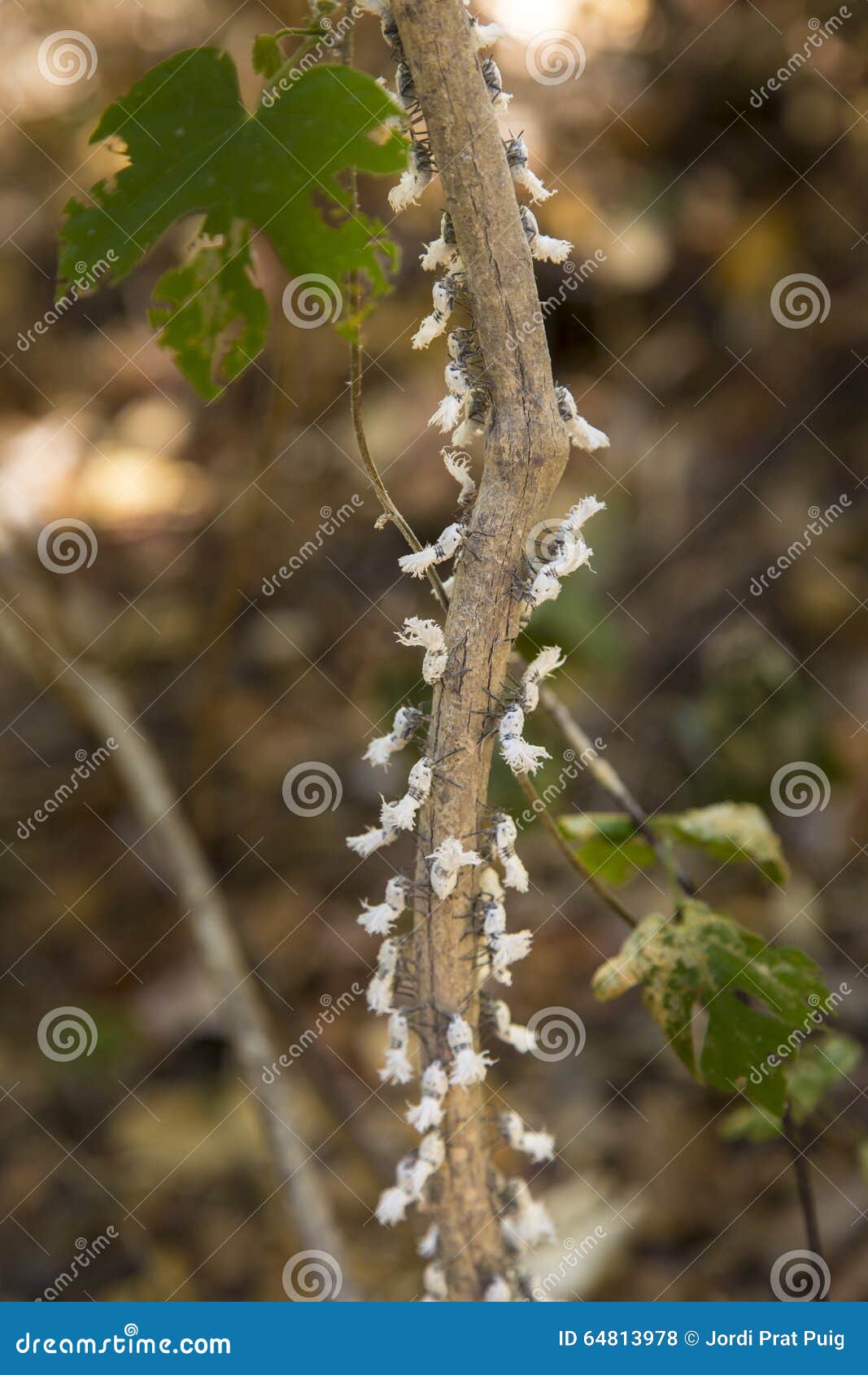 Flatid Leaf Bug Phromnia Rosea On A Tree`s Branch In A Forest Royalty ...