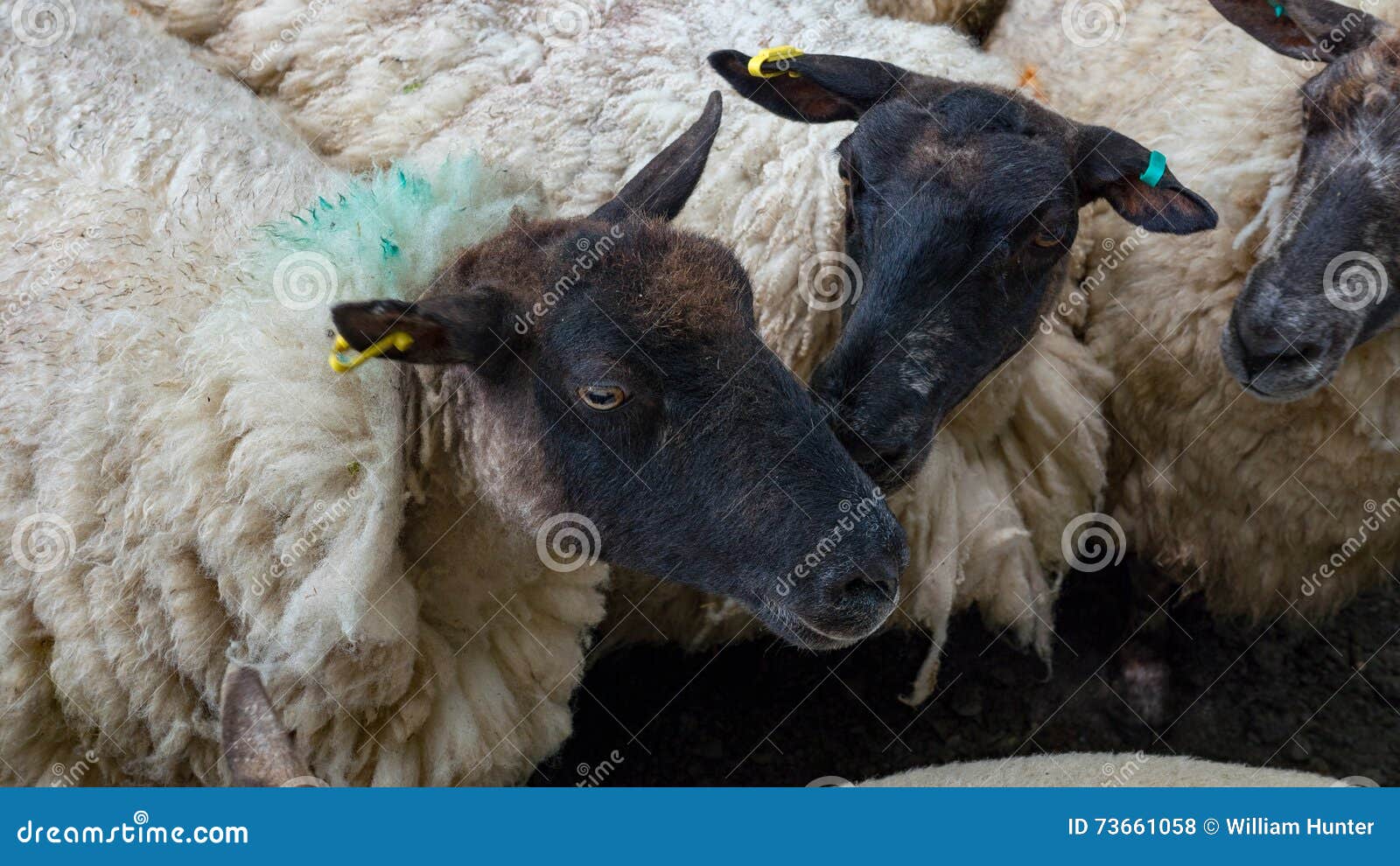 White fleeced sheep stock photo. Image of countryside - 73661058