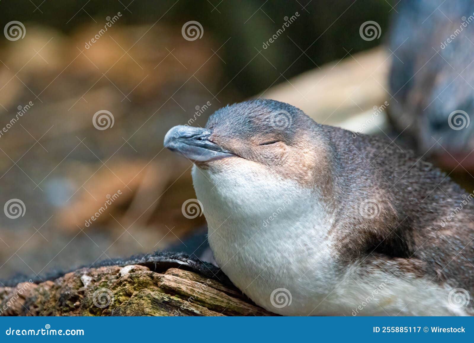 White-flippered Penguin (Eudyptula Albosignata) in a Zoo Stock Image ...
