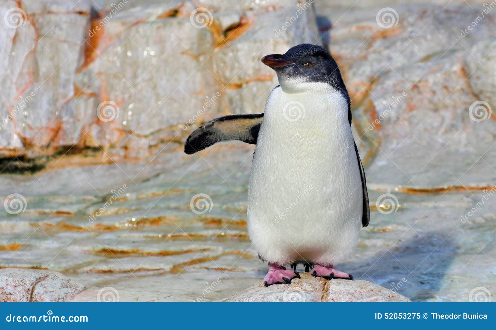 Playful Penguin.Penguin In Action At Sunset. AI Generated Royalty-Free ...