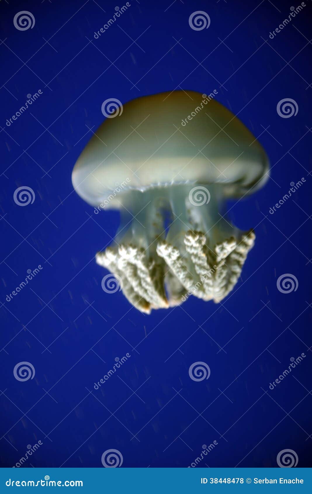 White floating jellyfish stock photo. Image of jellyfish - 38448478