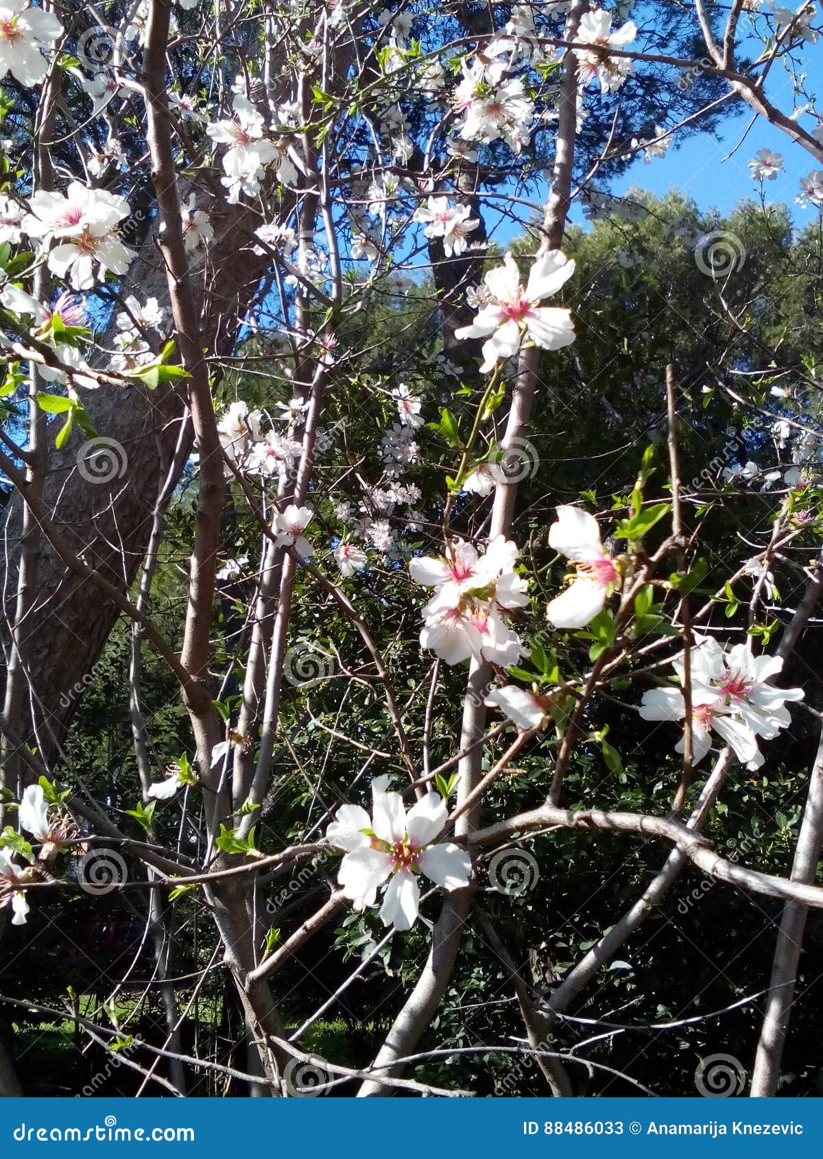 White flovers stock image. Image of flovers, flower, blossom - 88486033
