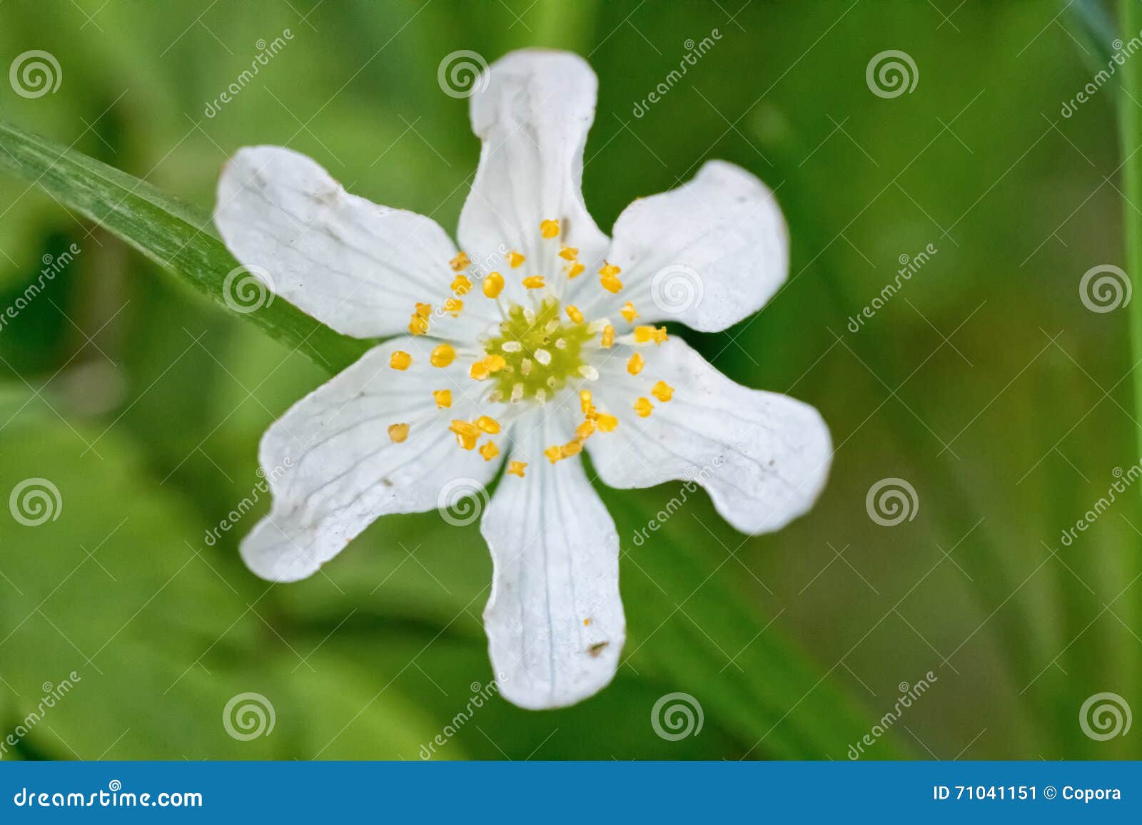 White flowe stock image. Image of white, green, female - 71041151