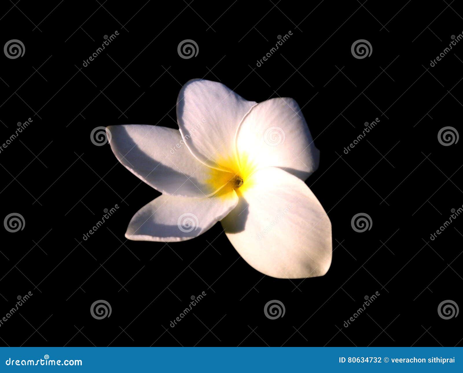 White flower alone. stock photo. Image of blooming, daisy - 80634732