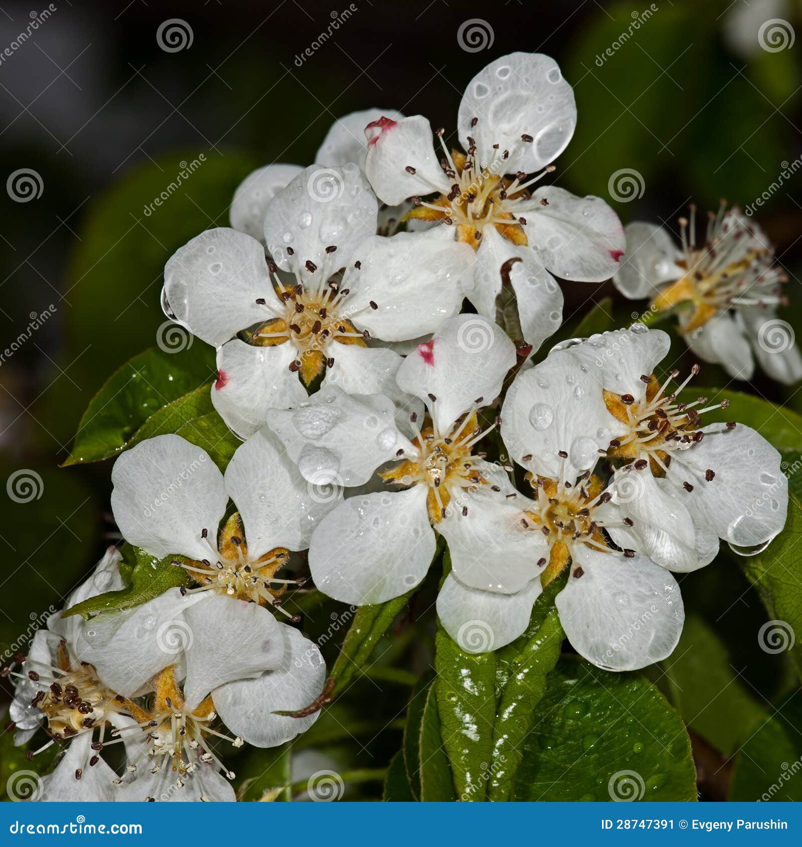 White Flower Apple-tree Malus Stock Image - Image of single, malus ...