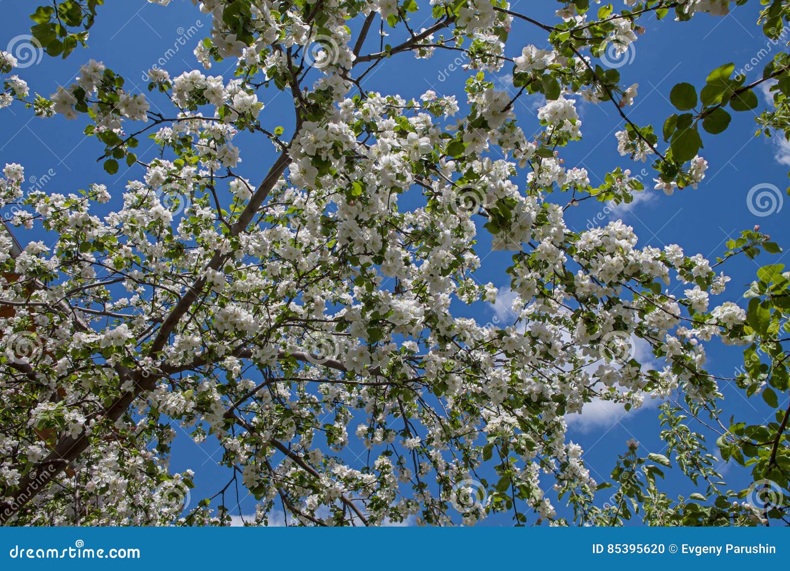 White Flower Apple-tree Malus Stock Photo - Image of pollen, white ...