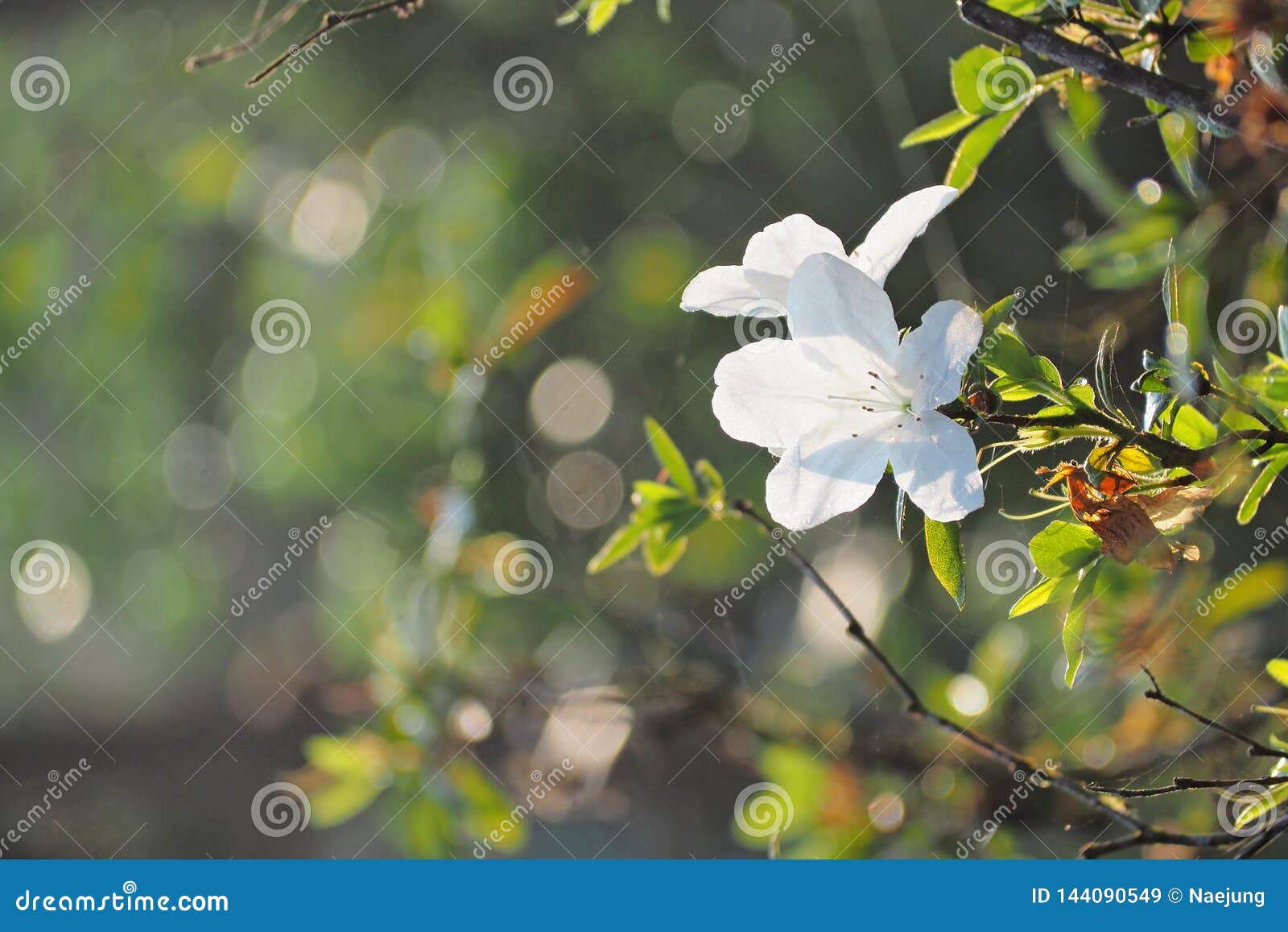 White Flower with Back Light Stock Image - Image of plant, blossom ...