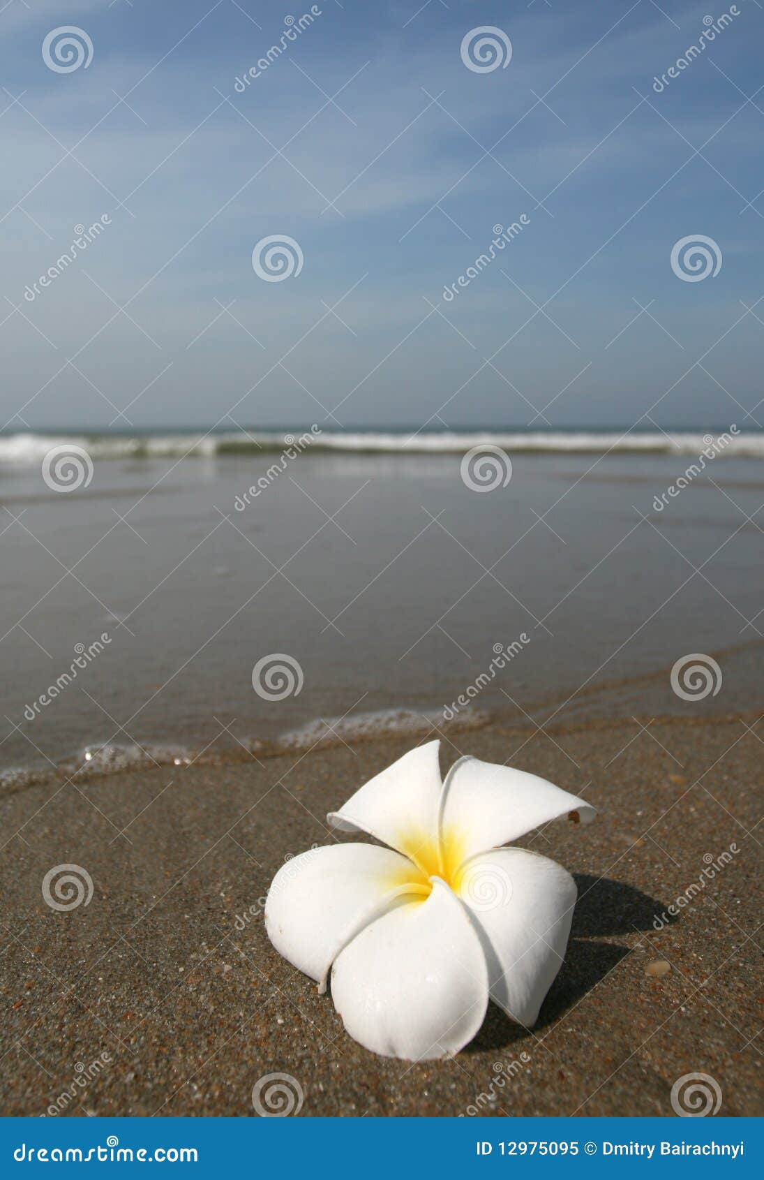 White flower and beach stock image. Image of beach, ocean - 12975095