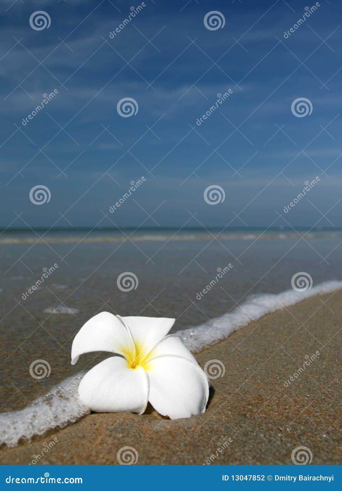 White flower and beach stock photo. Image of sand, beauty - 13047852