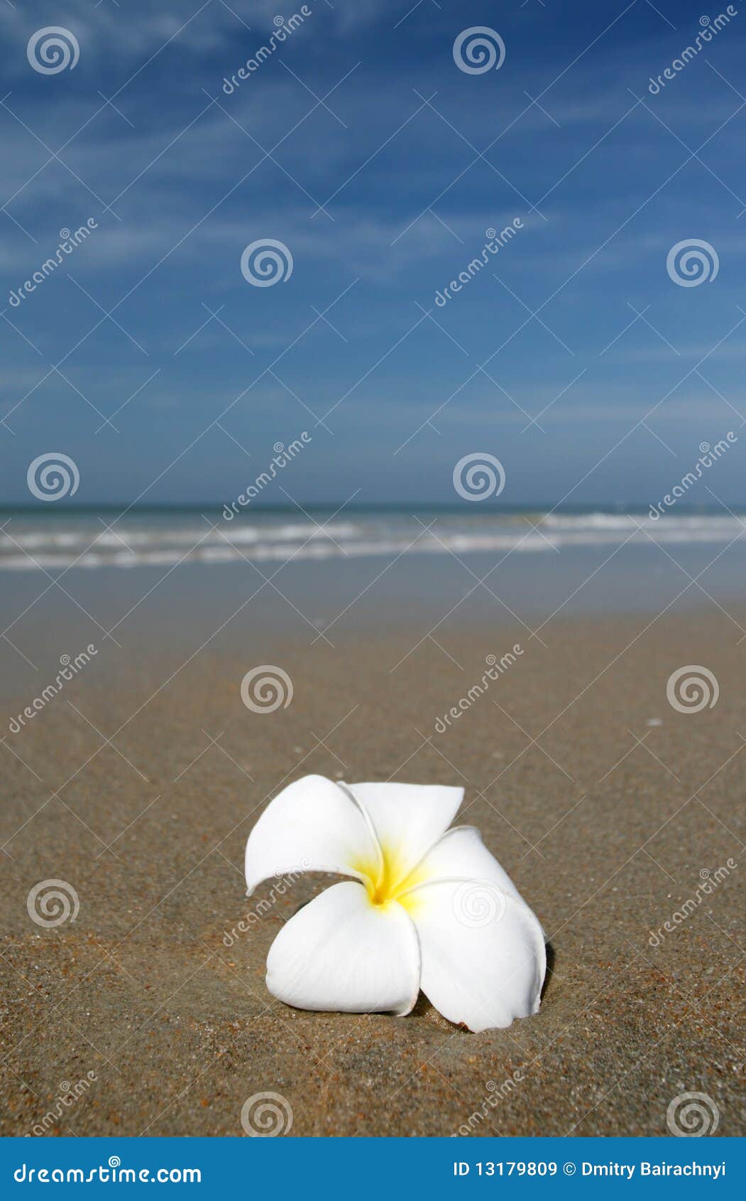 White flower and beach stock image. Image of coastline - 13179809