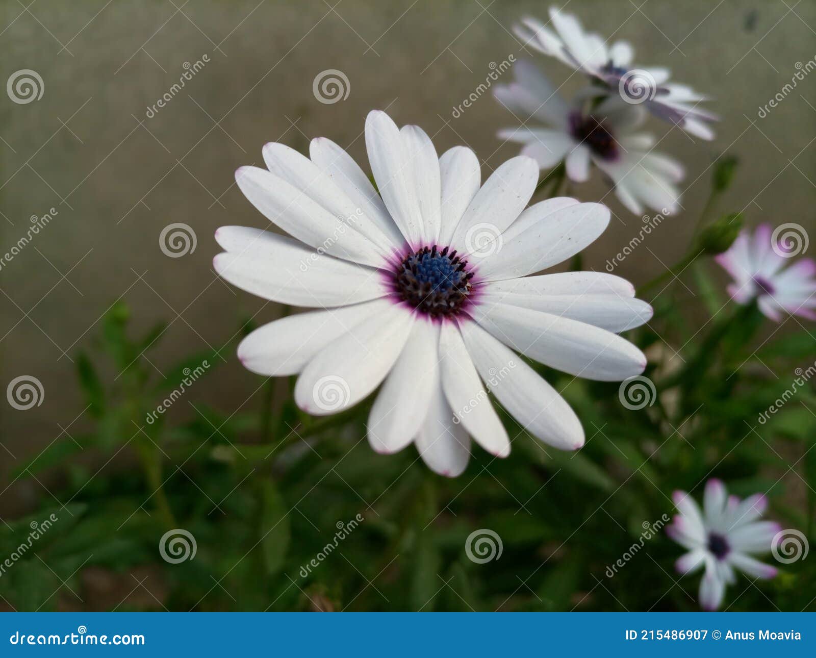 White Flower Beautiful Flower HD Flower Pic Stock Image - Image of ...