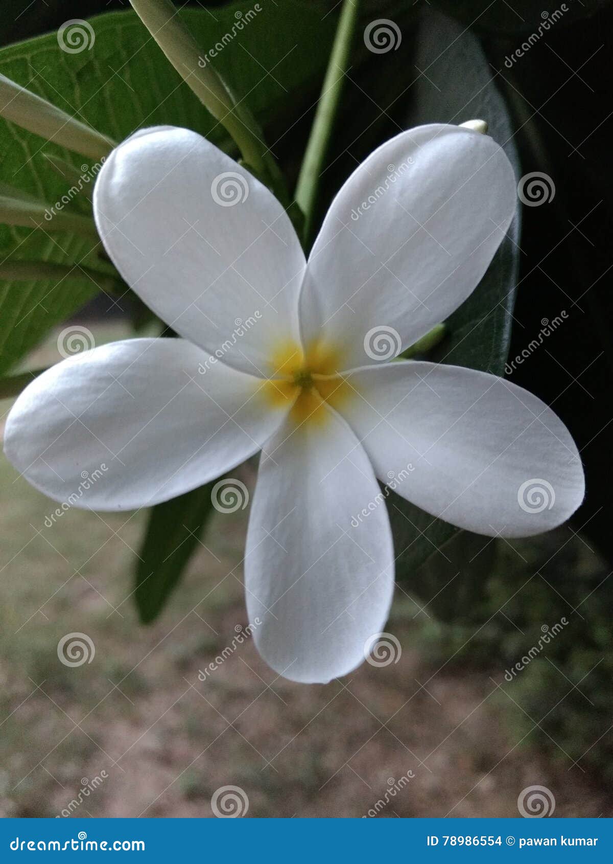 White flower stock photo. Image of beautiful, ocean, flower - 78986554
