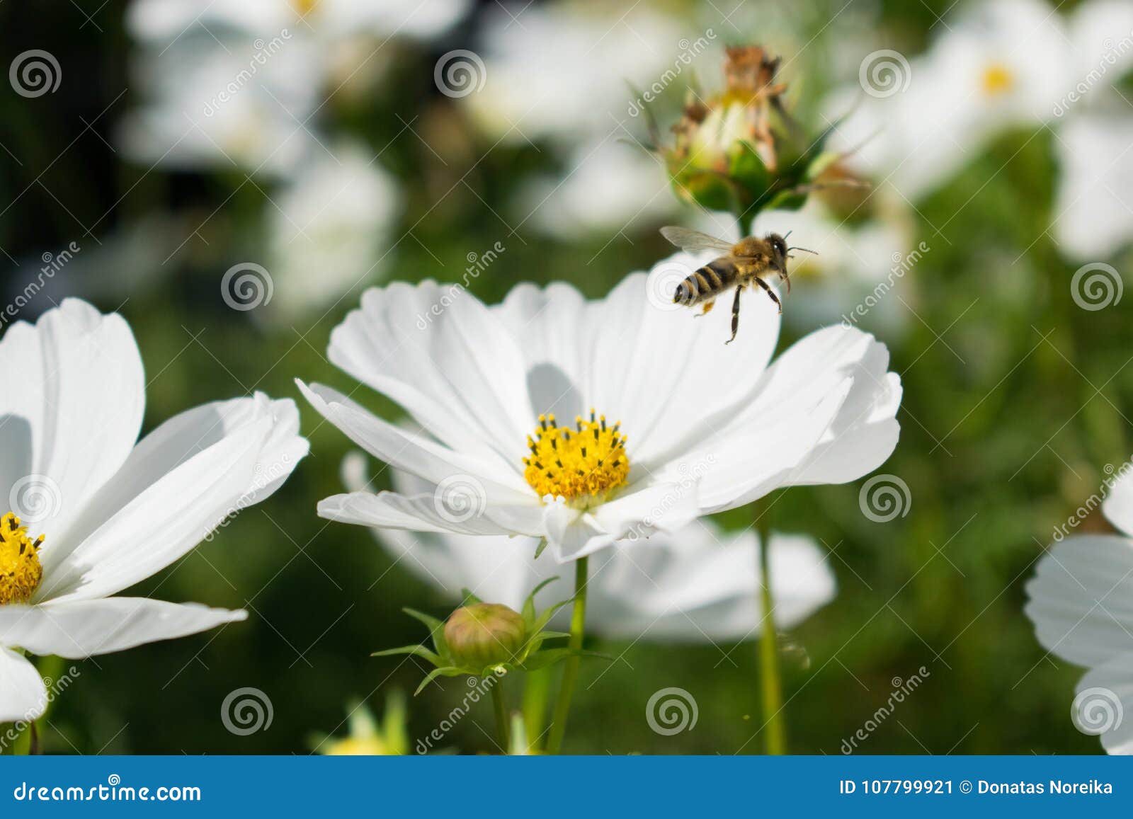 White Flower with Bee in Flight Stock Image - Image of golden, plant ...