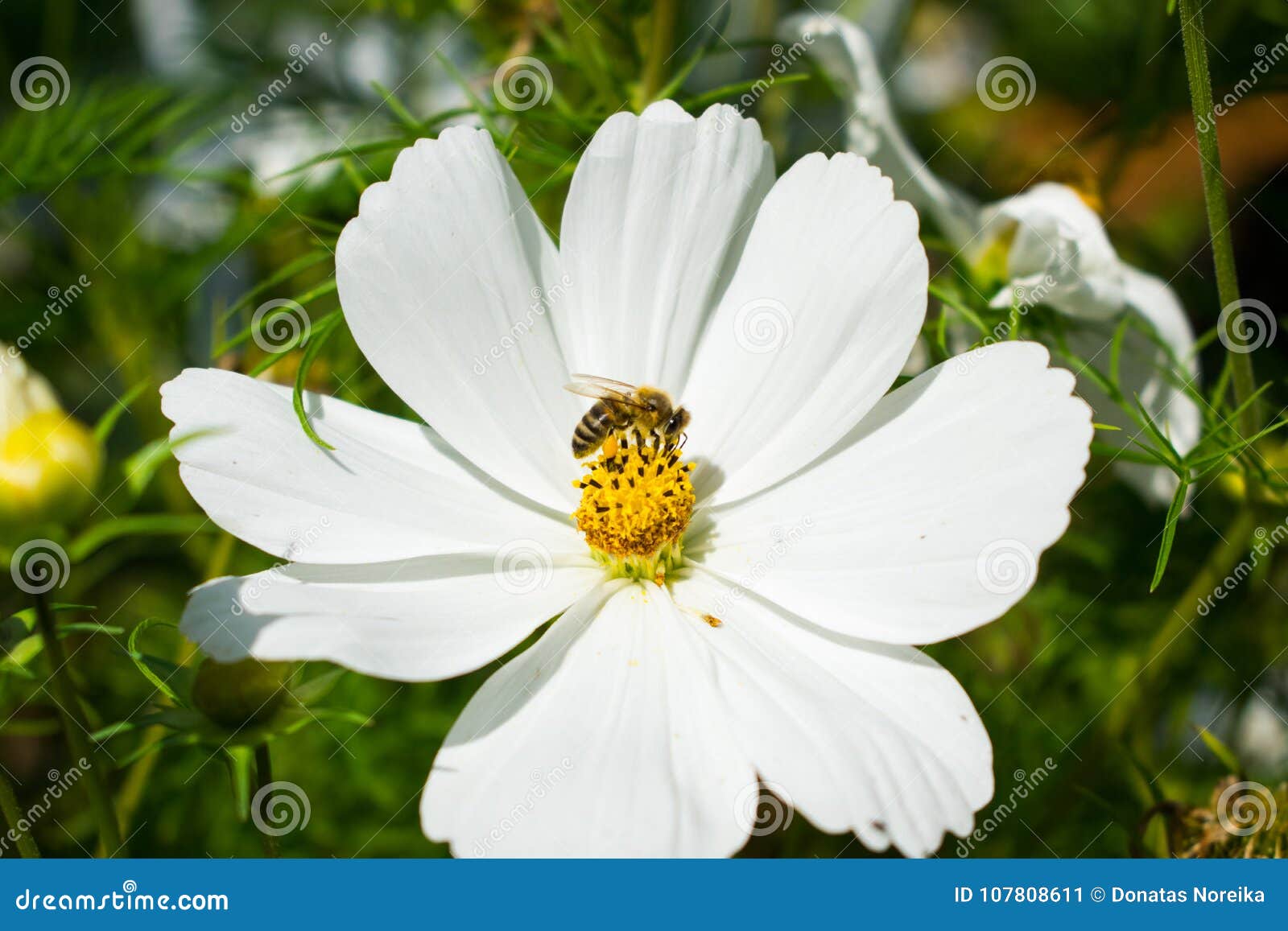 White Flower with Bee on it Stock Image - Image of background, golden ...