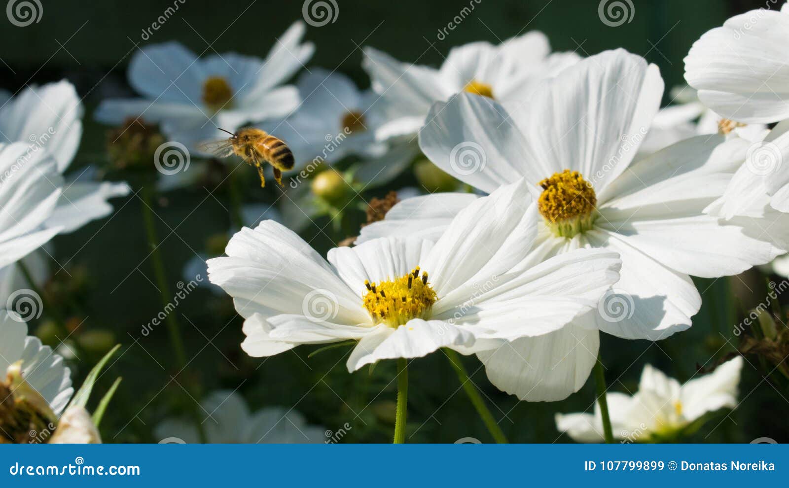 White Flower with Bee on it Stock Image - Image of floral, garden ...